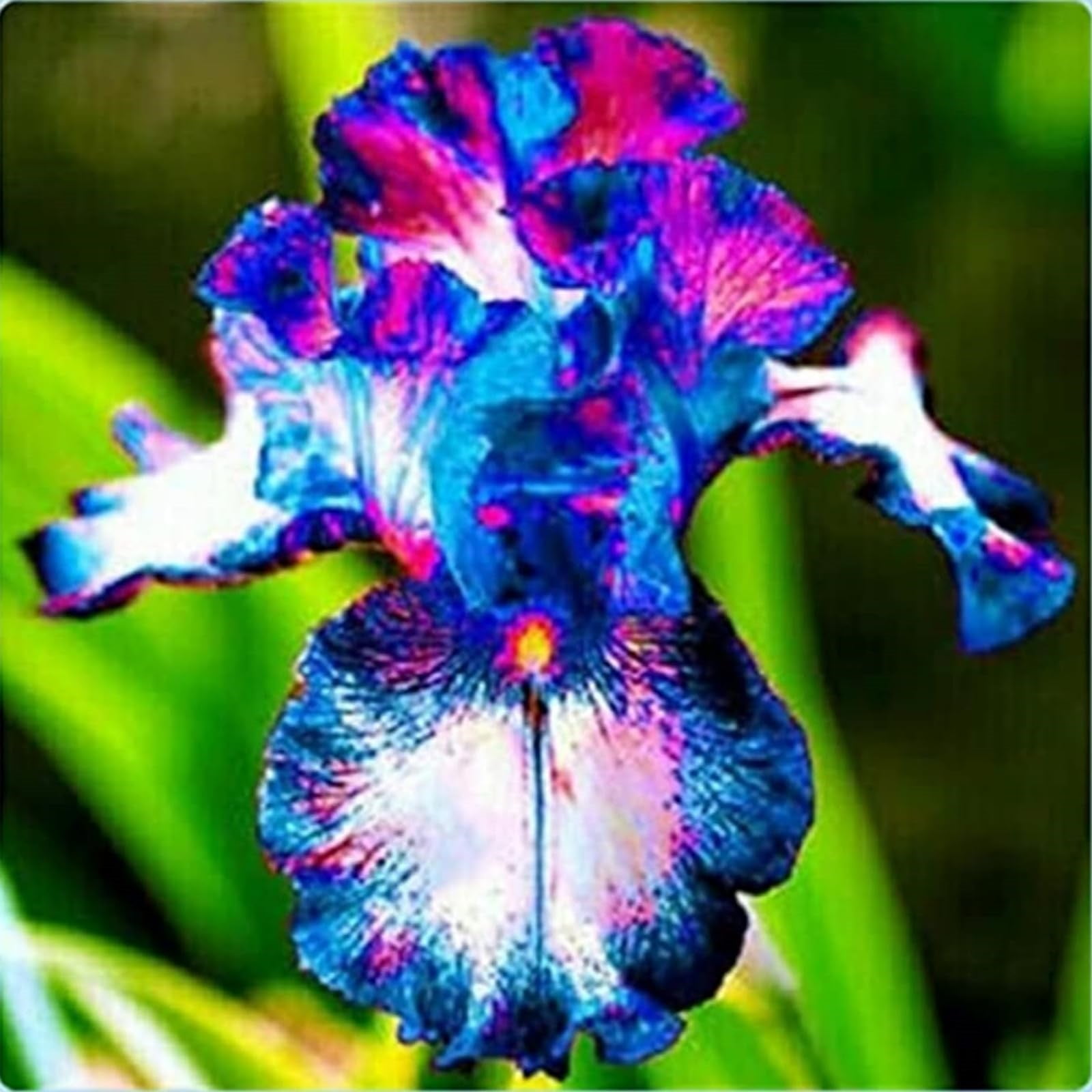 Iris Bulbs For Planting,Professional Planting,Iris Plants Bulbs,Iris ... Iris Bulbs For Planting,Professional Planting,Iris Plants Bulbs,Iris ...