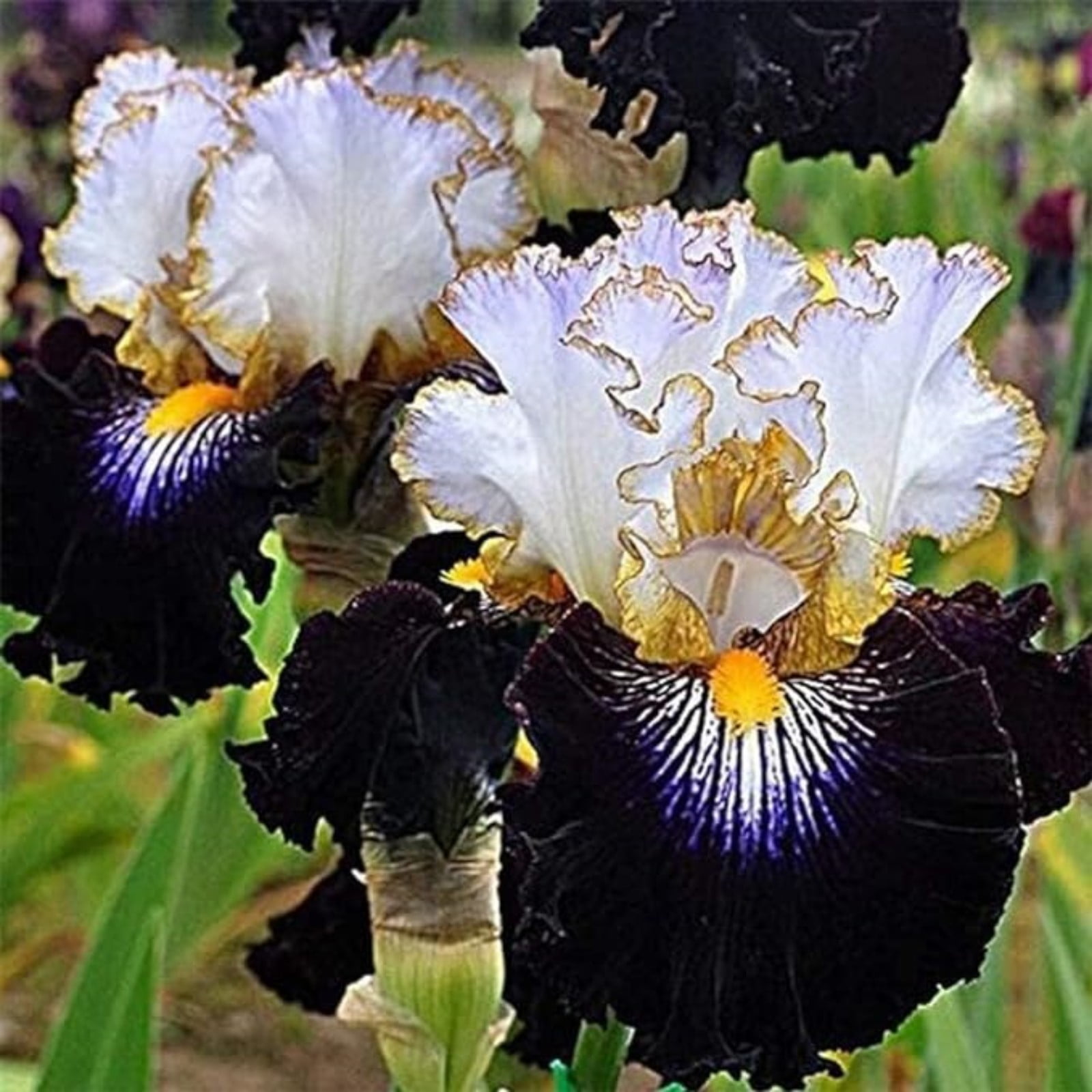 Iris Bulbs For Sale,Professional Planting,Iris Plants Bulbs,Iris Bulbs ...