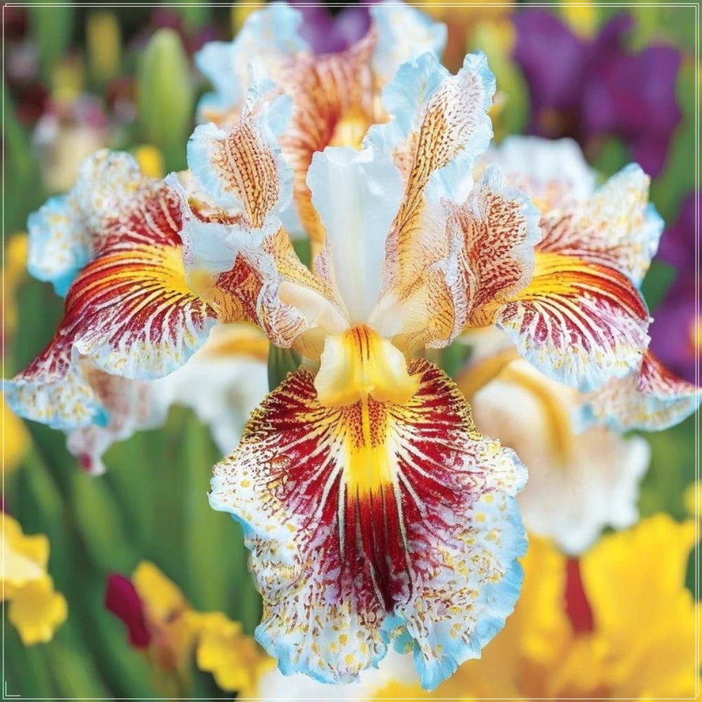 Iris Bulbs，For planting and gardening，Perennial ，Long Lasting Blooms ...