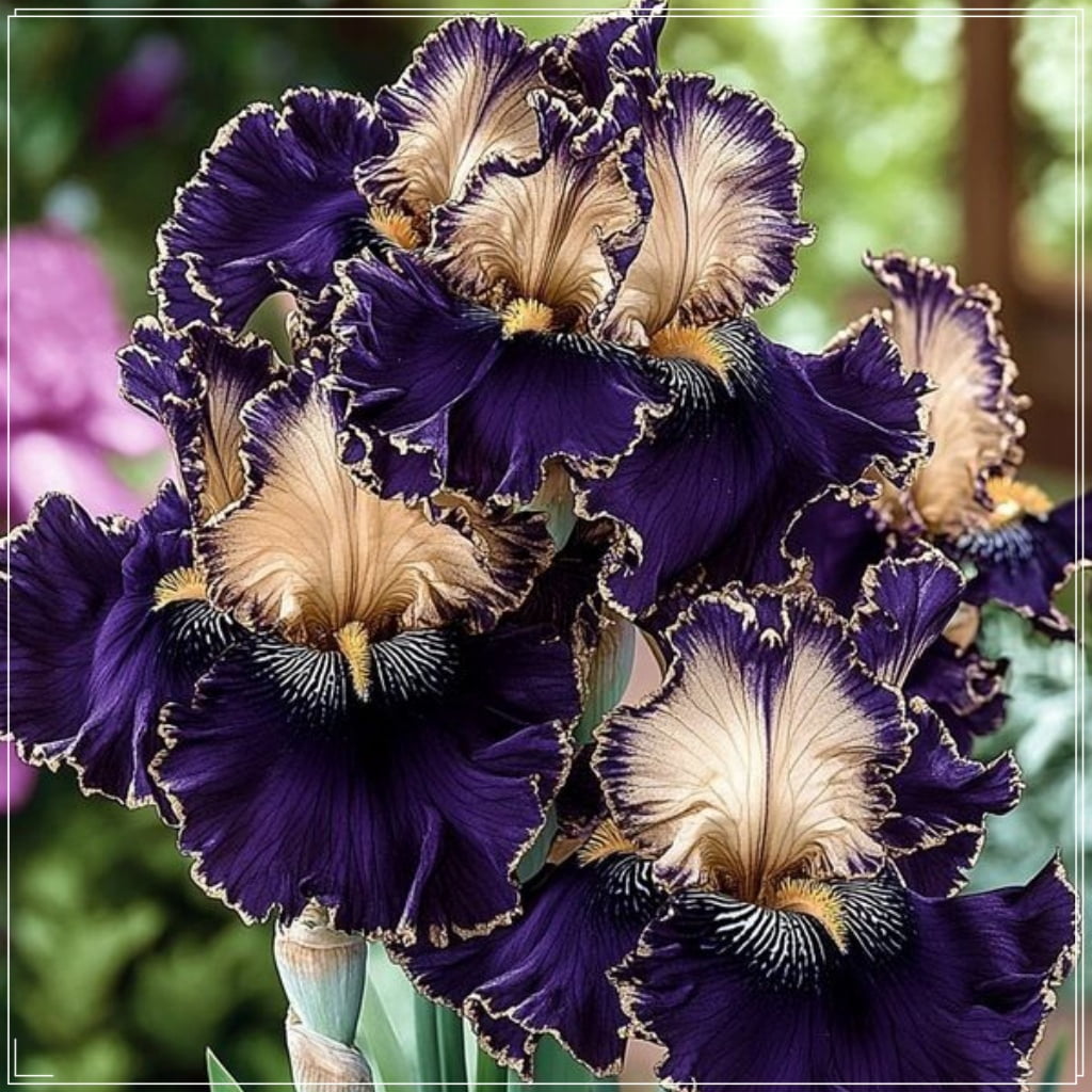Iris Bulbs，For planting and gardening，Perennial ，Long Lasting Blooms ...