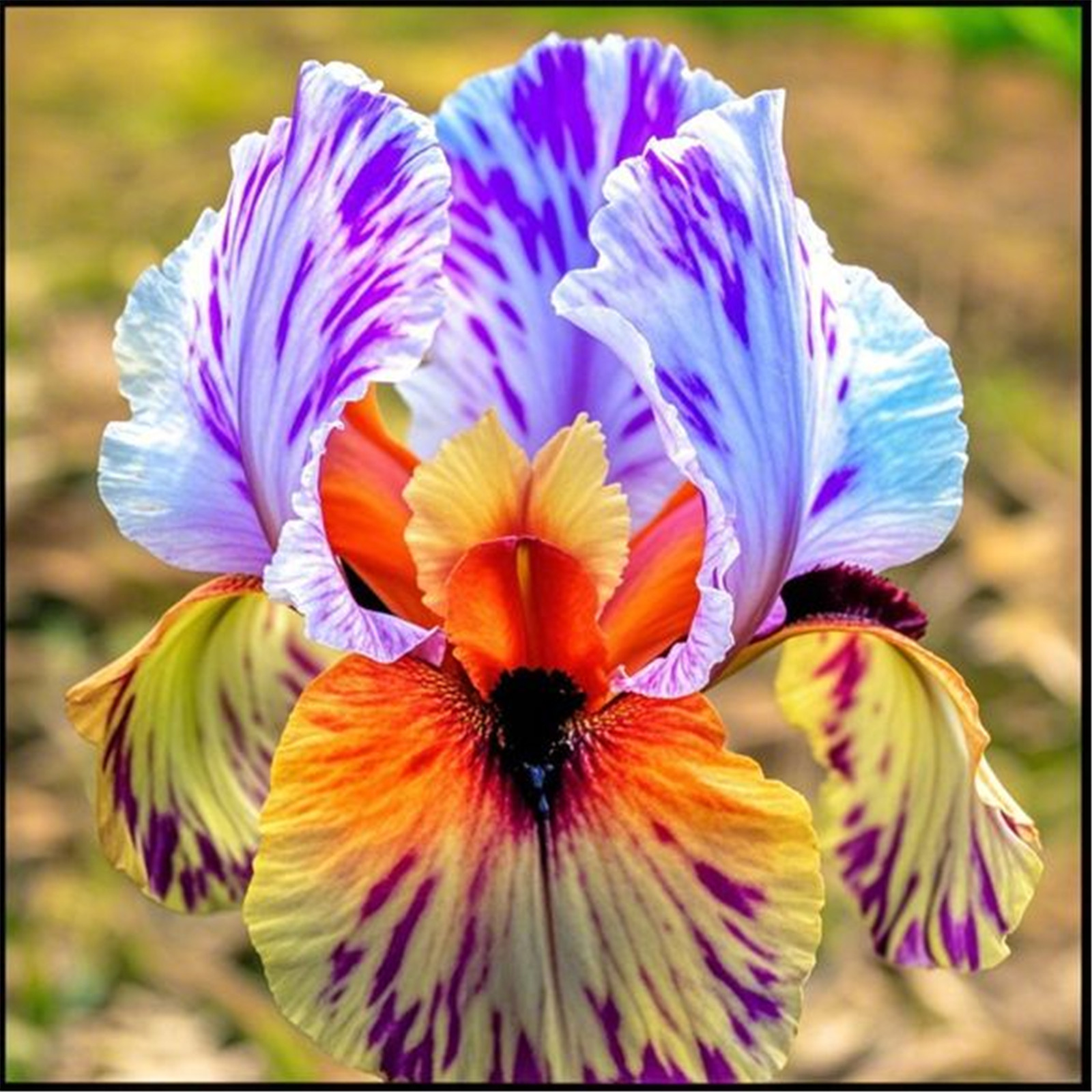 Iris-Bulbs, Garden Elegance Decoration - Premium, for Borders, For ...