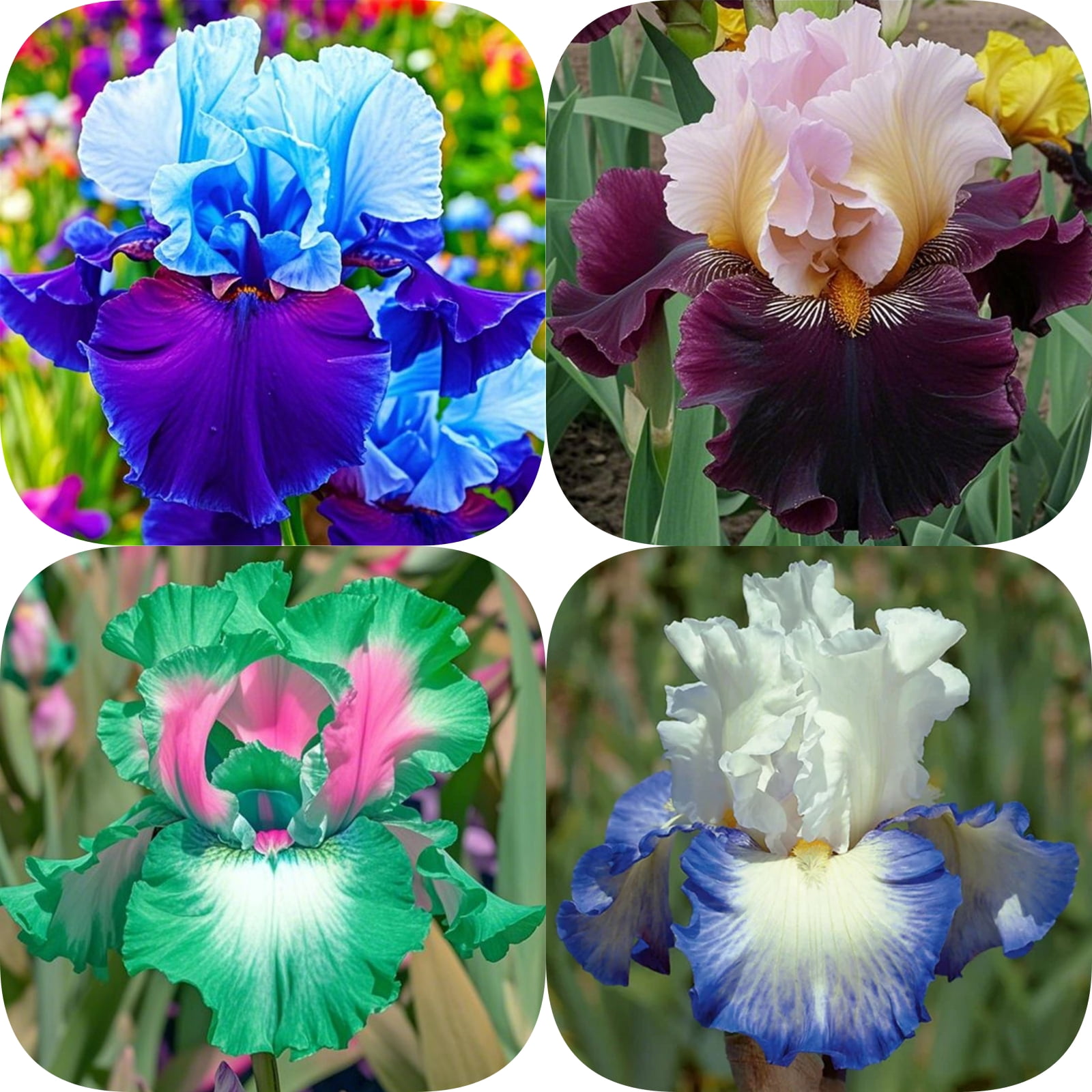Iris-Bulbs, Garden Elegance Decoration - Premium, for Borders, For ...