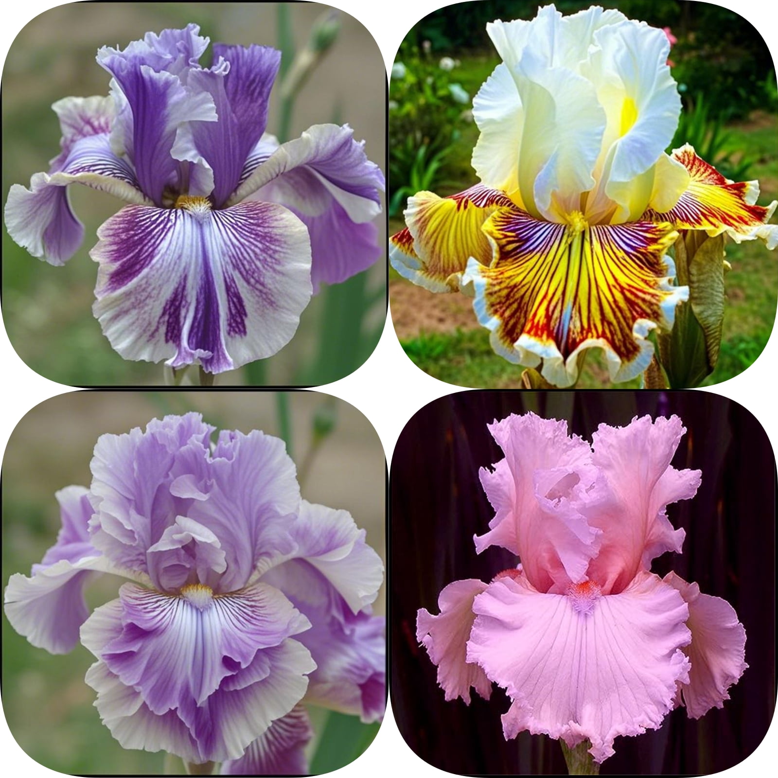 Iris-Bulbs, Garden Stakes Perfect, for Borders, For Planting -Garden ...