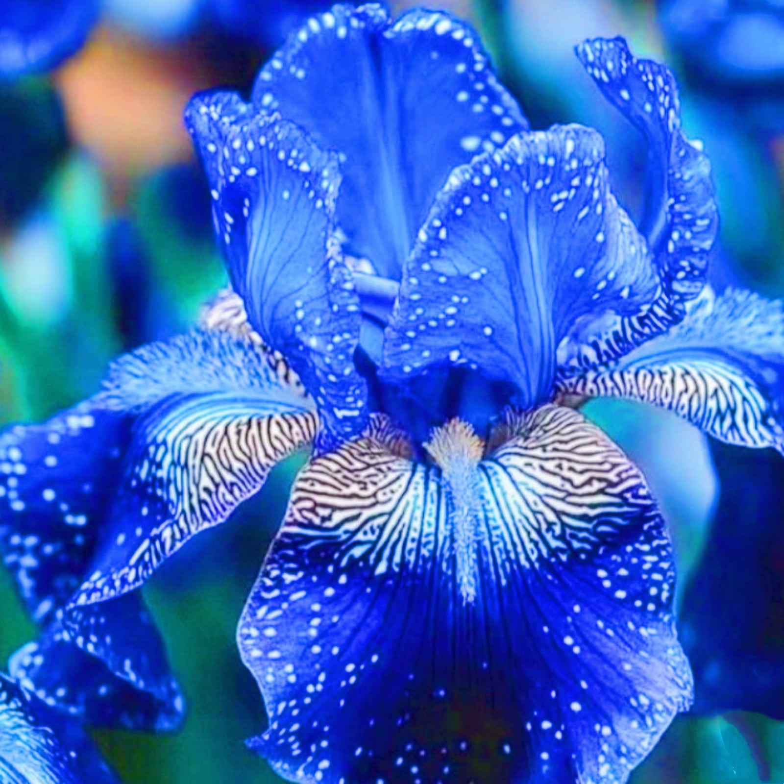 Iris-Bulbs-Home Decoration for Planting Now-Simple to Grow-Premium ...