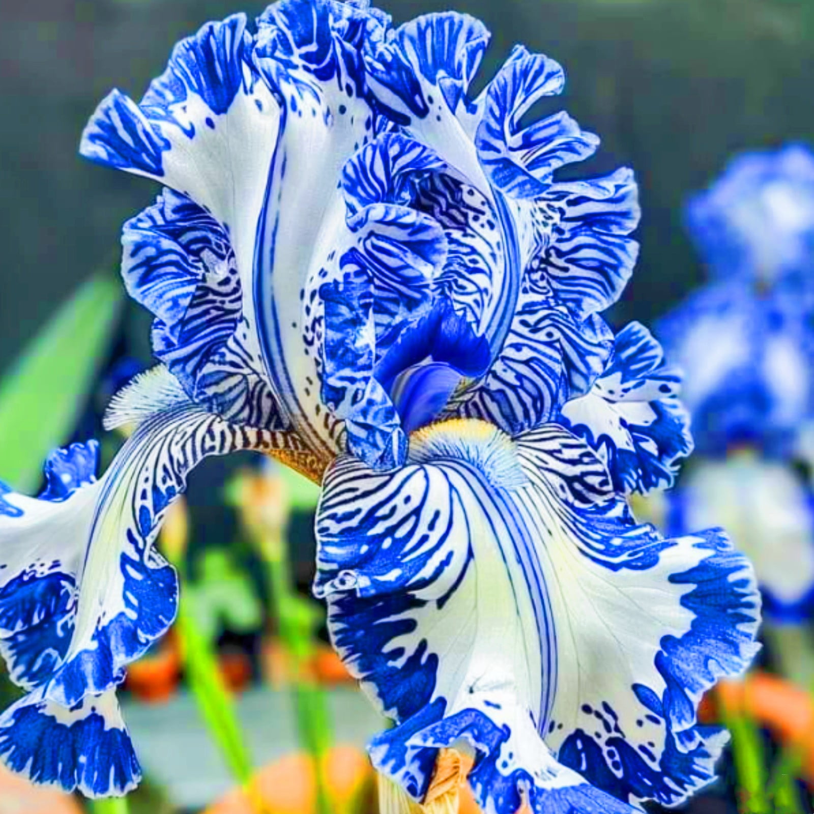 Iris-Bulbs-Home Decoration for Planting Now-Simple to Grow-Premium ...