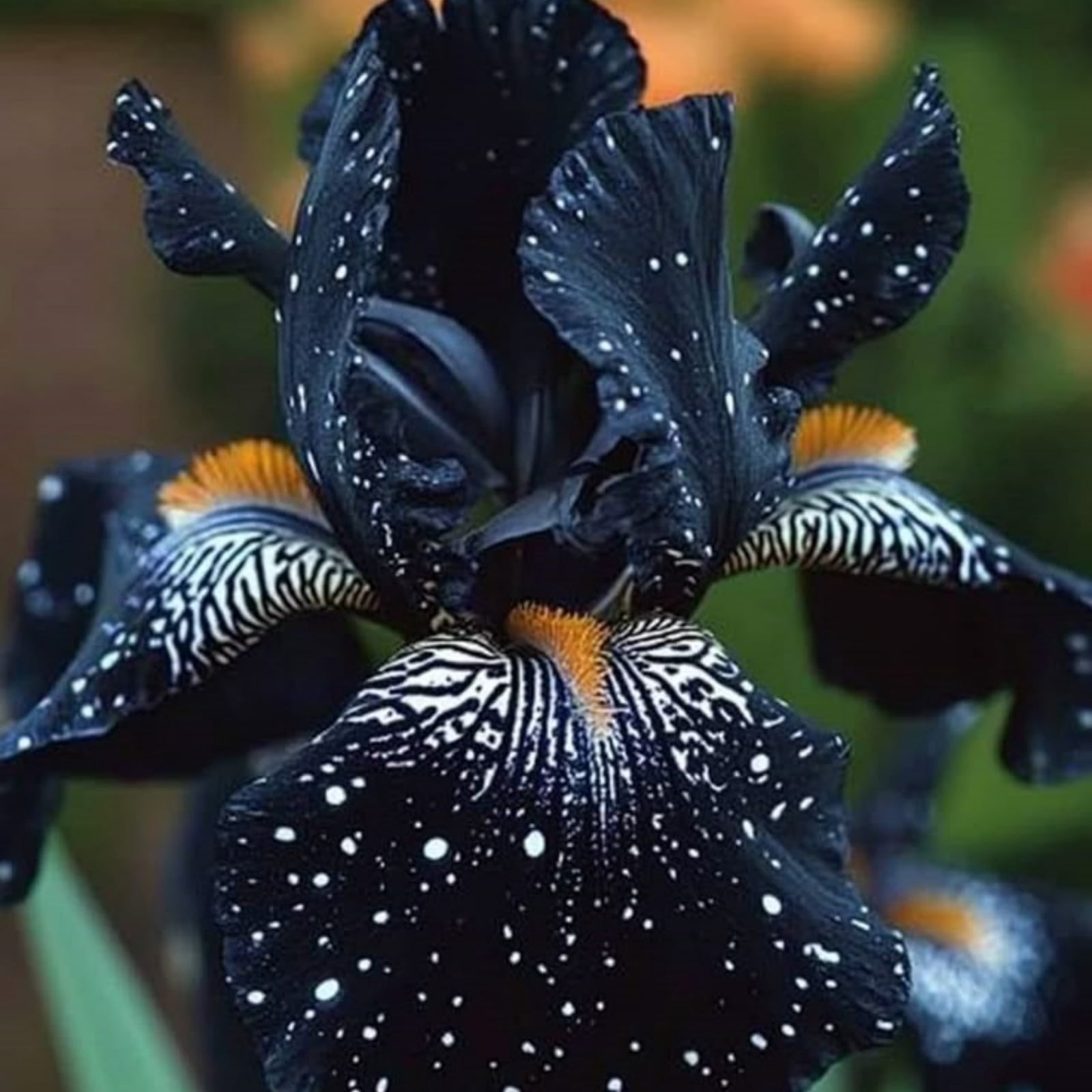 Iris Bulbs, Horticultural Planting,Amazing Growth Rate, Perennial Plant ...