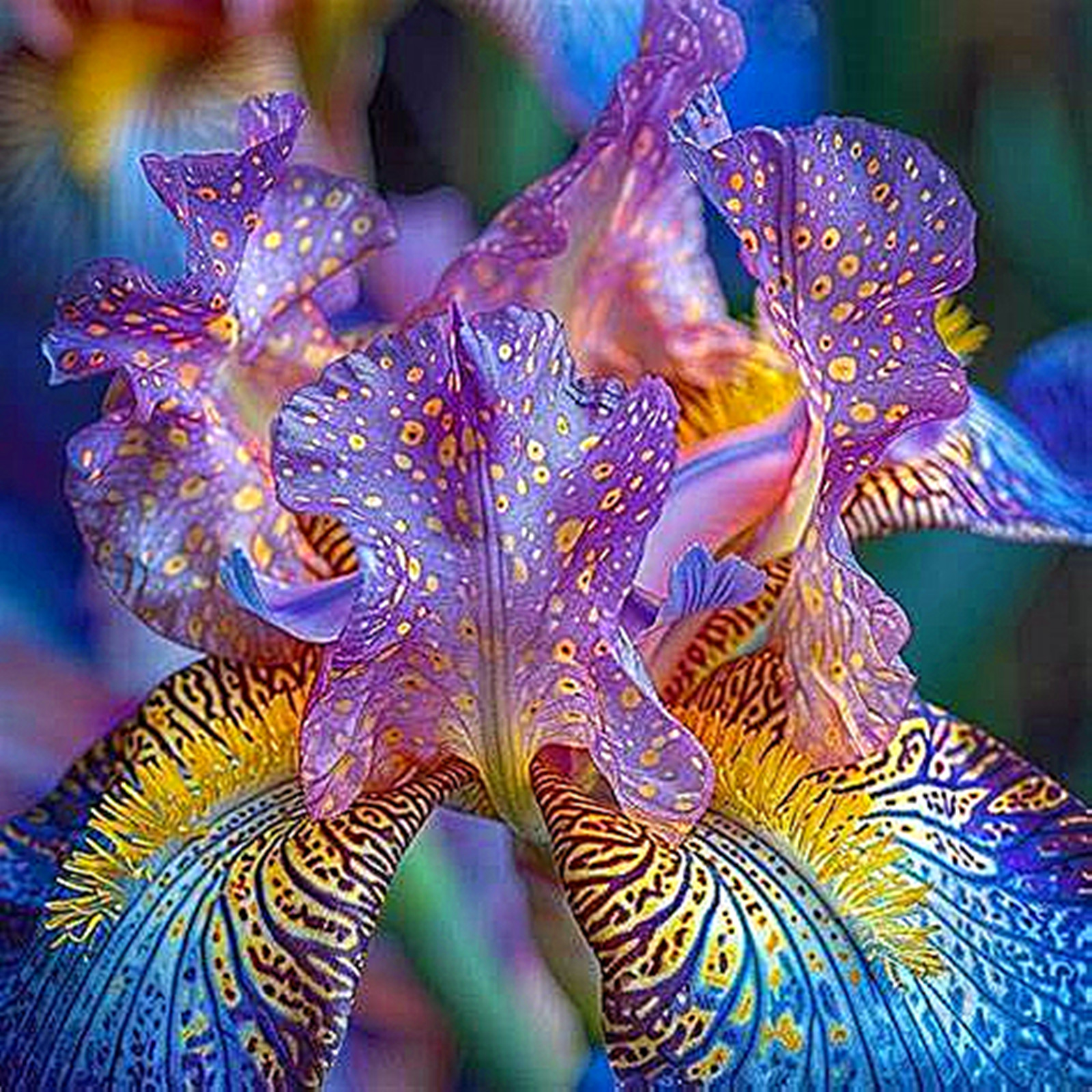 Iris Bulbs Planting Bulbs Ornamental Perennial Non-Artificial Herbs ...