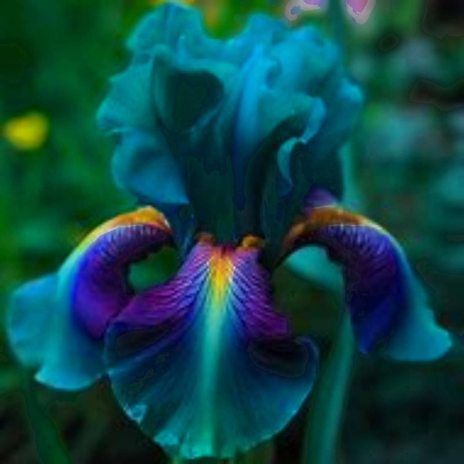 Iris Bulbs Planting Bulbs Ornamental Perennial Non-Artificial Herbs Hard-Resistant Garden Home ...