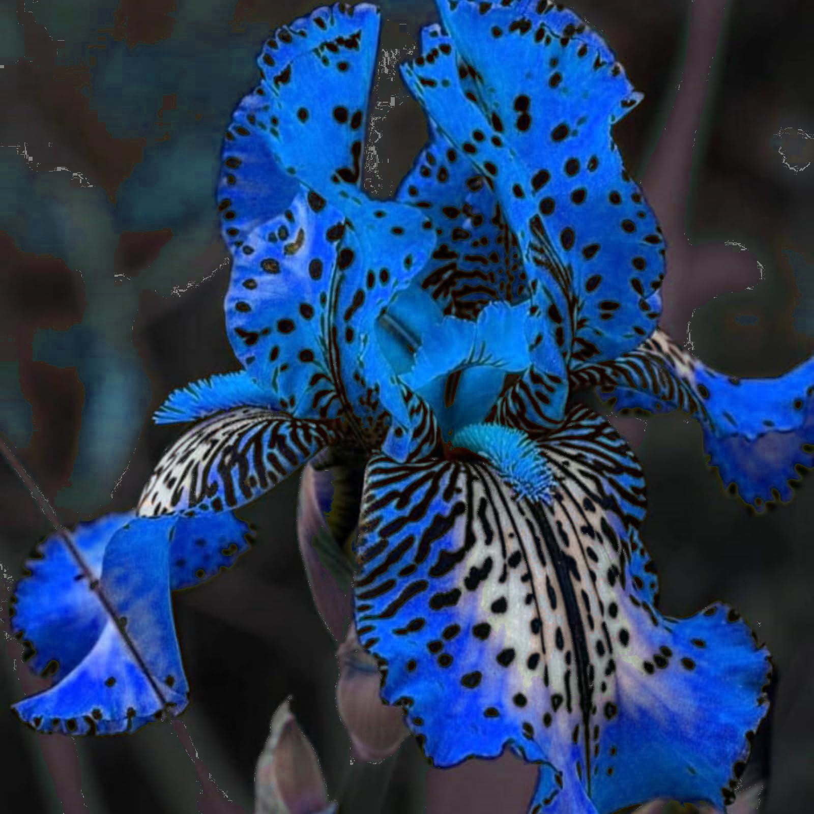 Iris Bulbs Planting Bulbs Ornamental Perennial Non-Artificial Herbs Hard-Resistant Garden Home ...