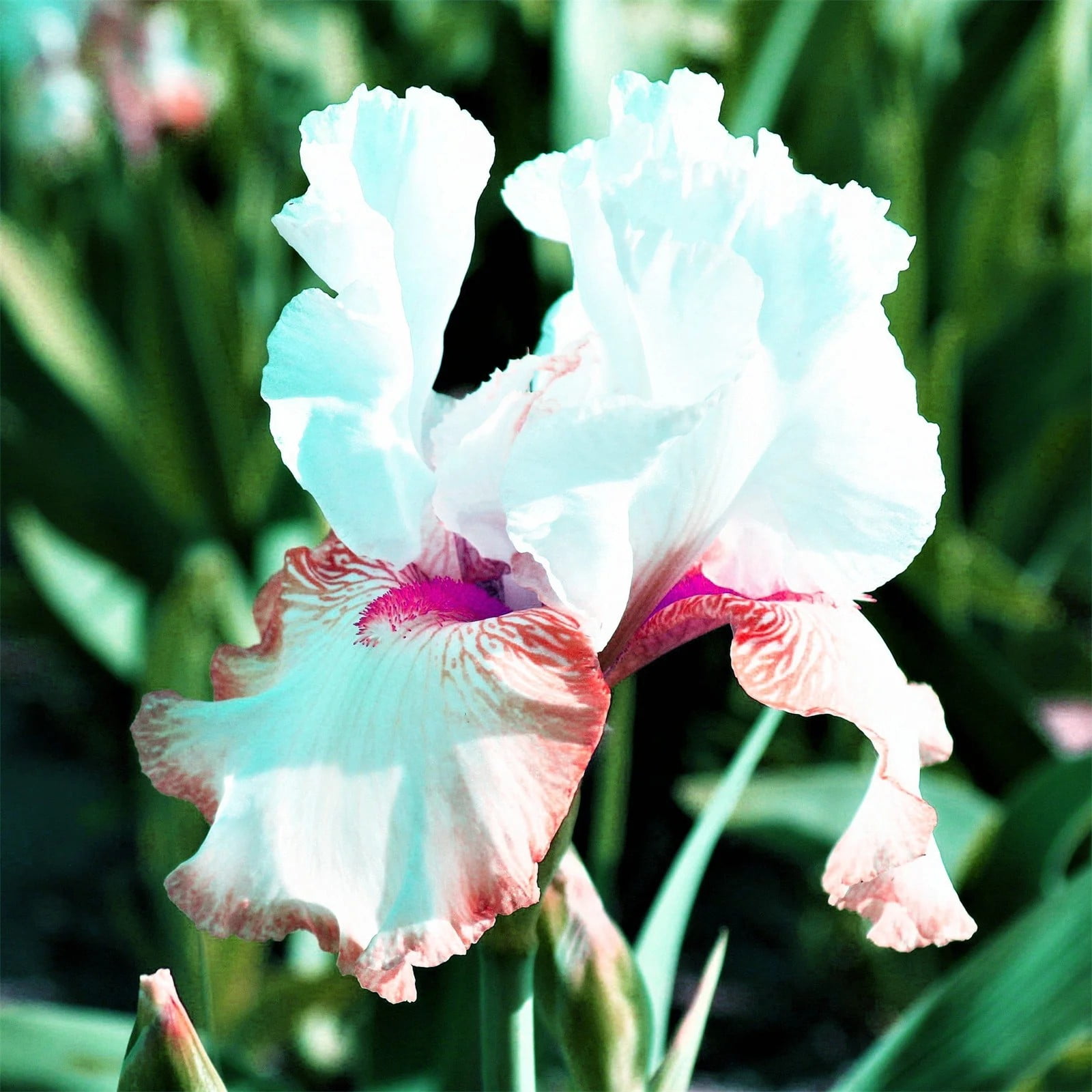 Iris Bulbs Planting Bulbs Ornamental Perennial Non-Artificial Herbs Hard-Resistant Garden Home ...