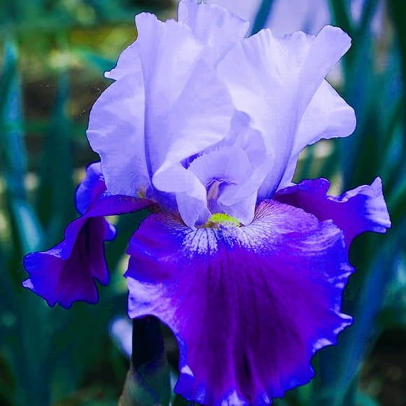 Explore Iris Flower Bulbs for Garden Decoration and Planting
