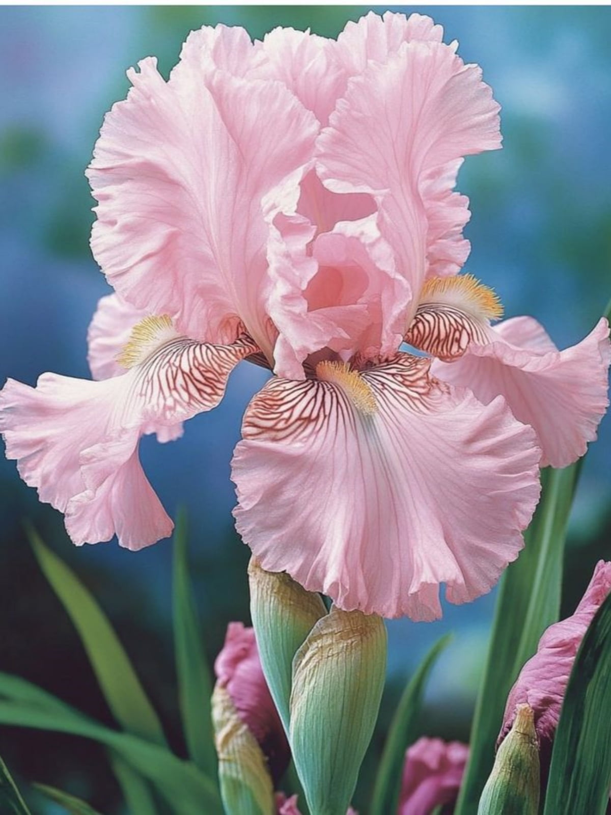 Iris Bulbs/Professional Planting for Fill Shady Corners Garden/ Simple ...