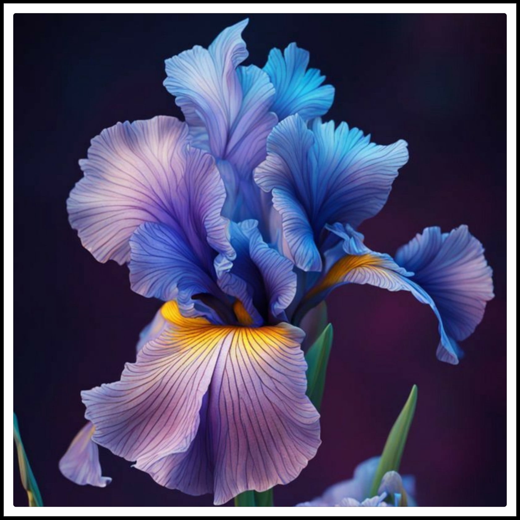 Iris Bulbs/Professional Planting for Fill Shady Corners Garden/ Simple ...