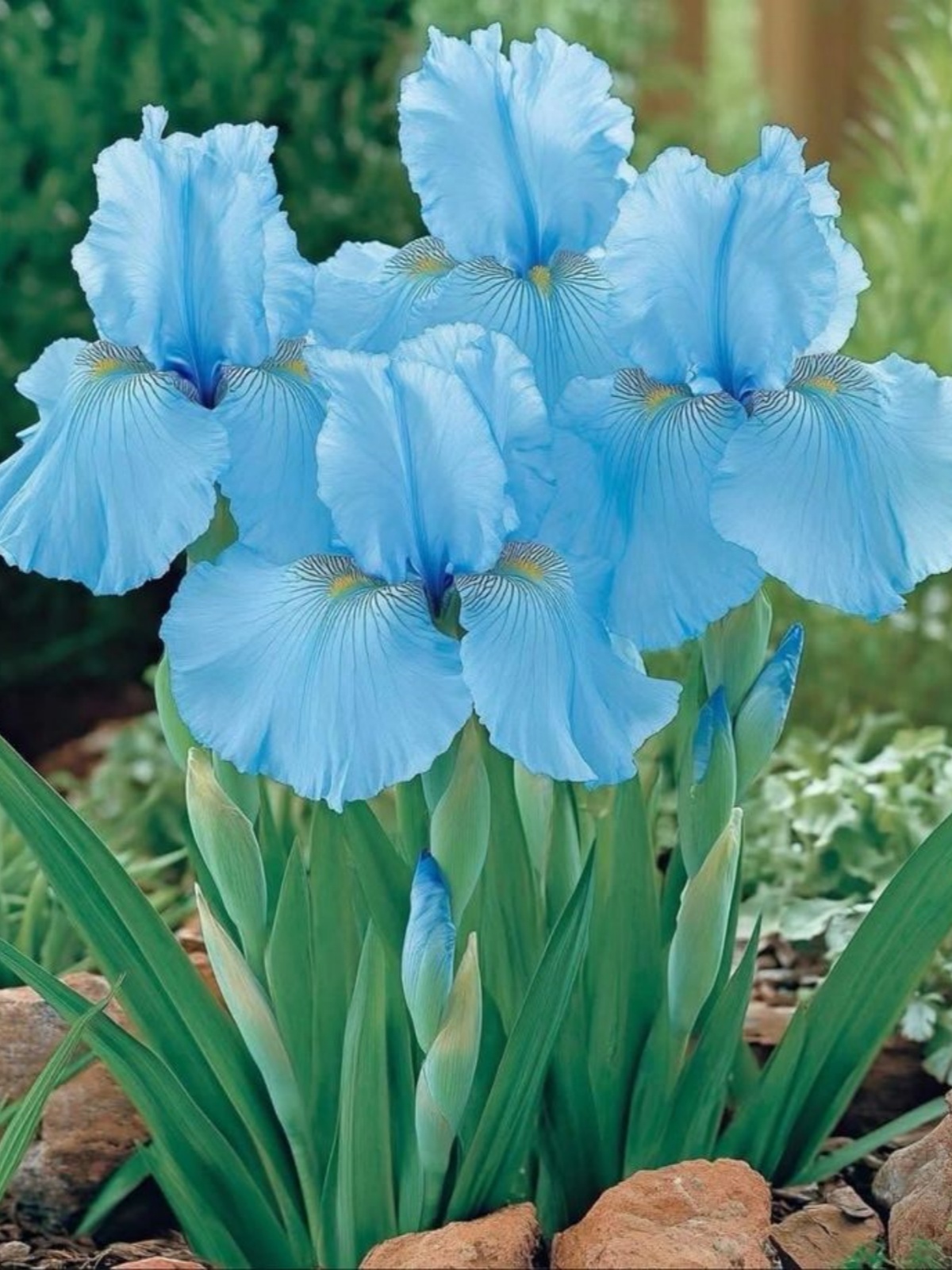 Iris Bulbs/Professional Planting for Fill Shady Corners Garden/ Simple ...
