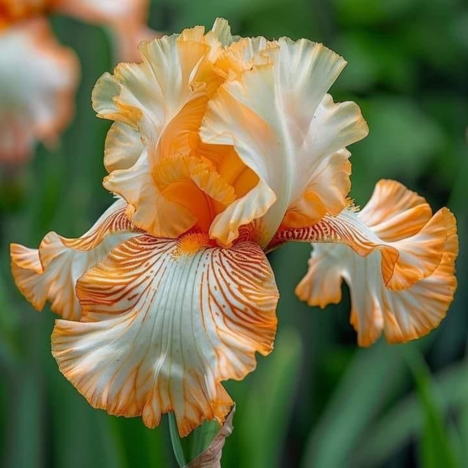Iris Bulbs, Spring And Autumn Planting, Garden Decoration, Amazing Growth Rate, No Watering ...