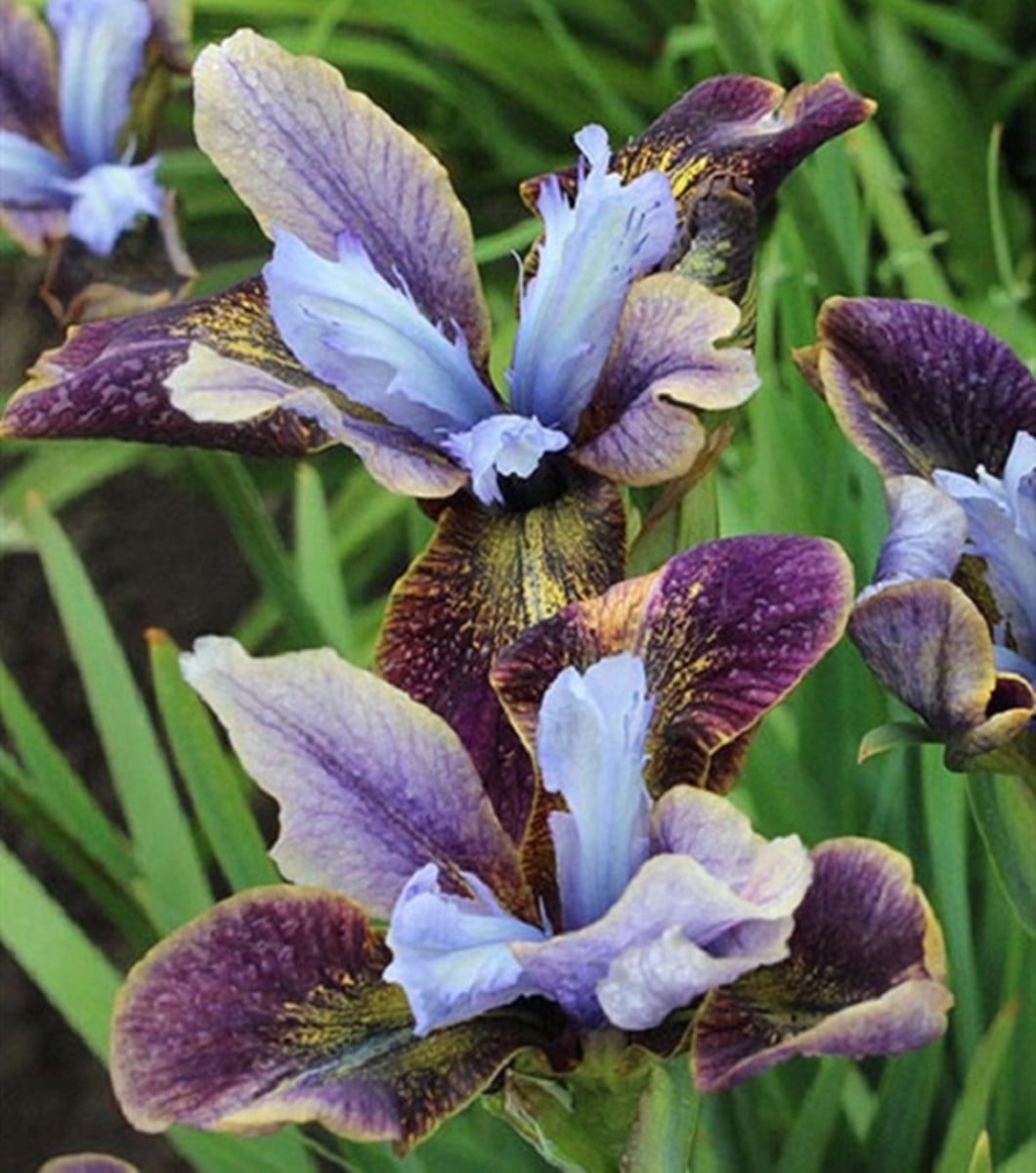 Iris Bulbs for Planting / Easy to Plant Perennial / All Night Long ...