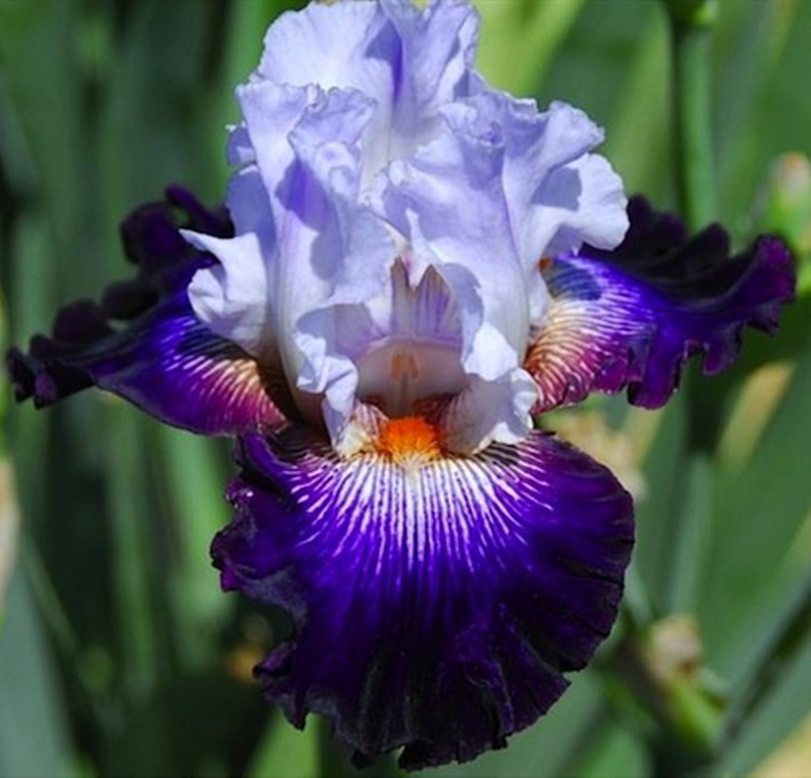 Iris Bulbs for Planting / Easy to Plant Perennial / All Night Long ...