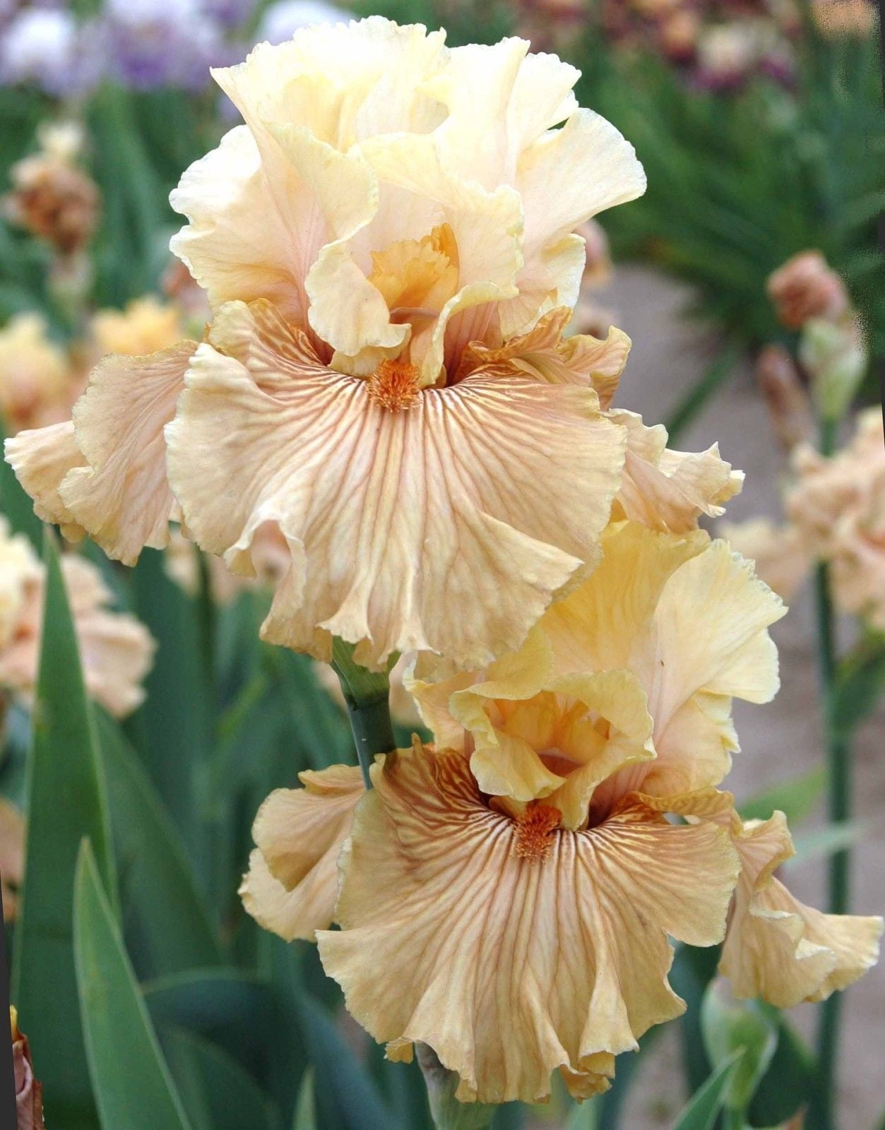 Iris Bulbs for Planting ,Flowering Perennial Iris Root Fragrant Plant ...