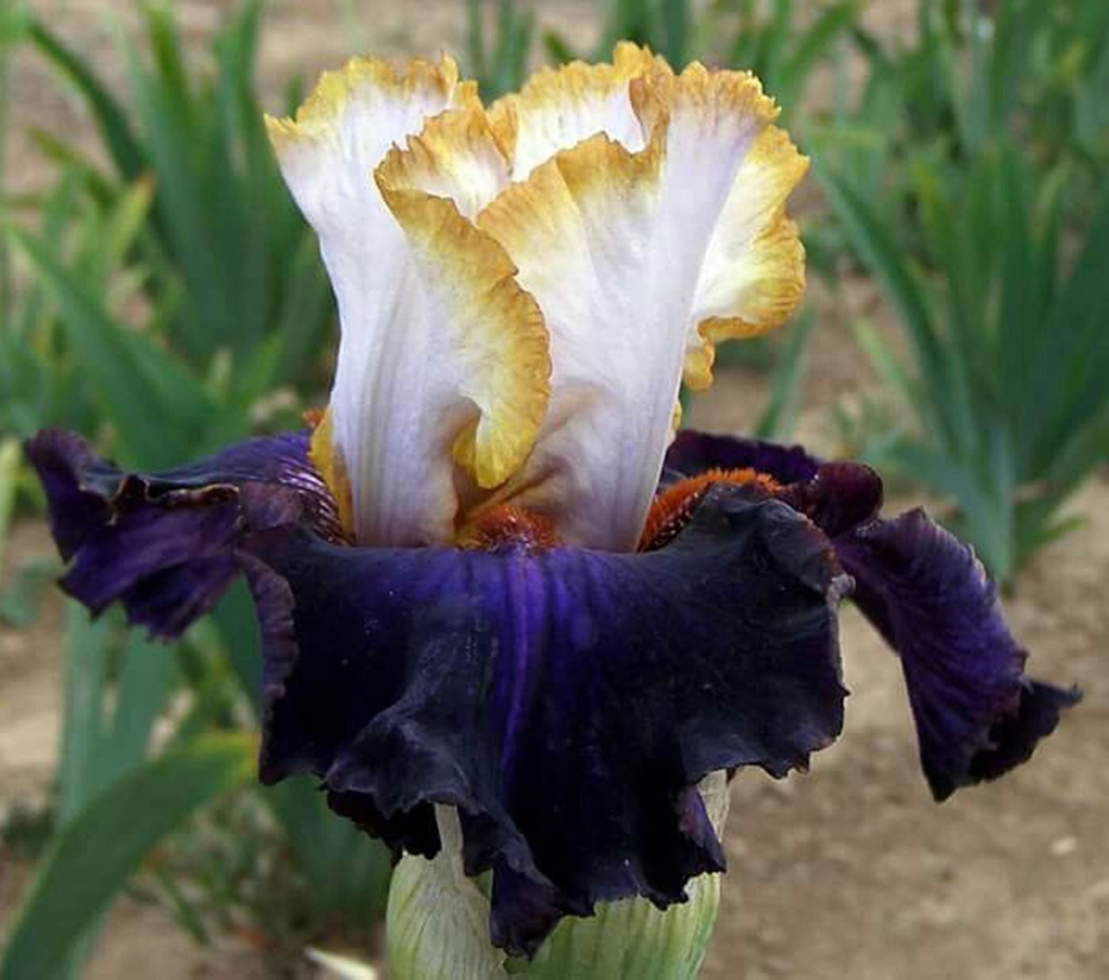 Iris Bulbs for Planting ,Flowering Perennial Iris Root Fragrant Plant ...