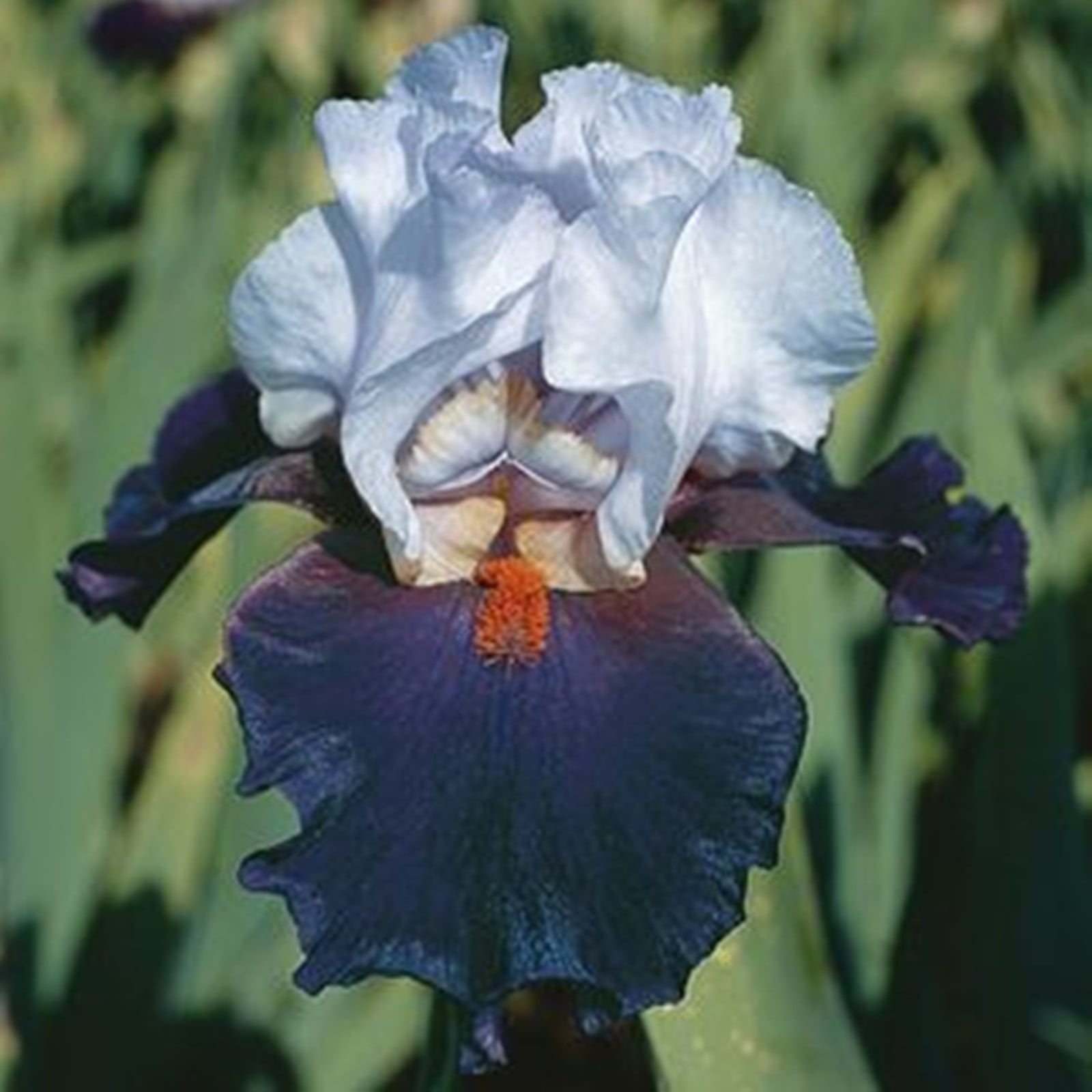 Iris Bulbs for Planting ,Flowering Perennial Iris Root Fragrant Plant ...