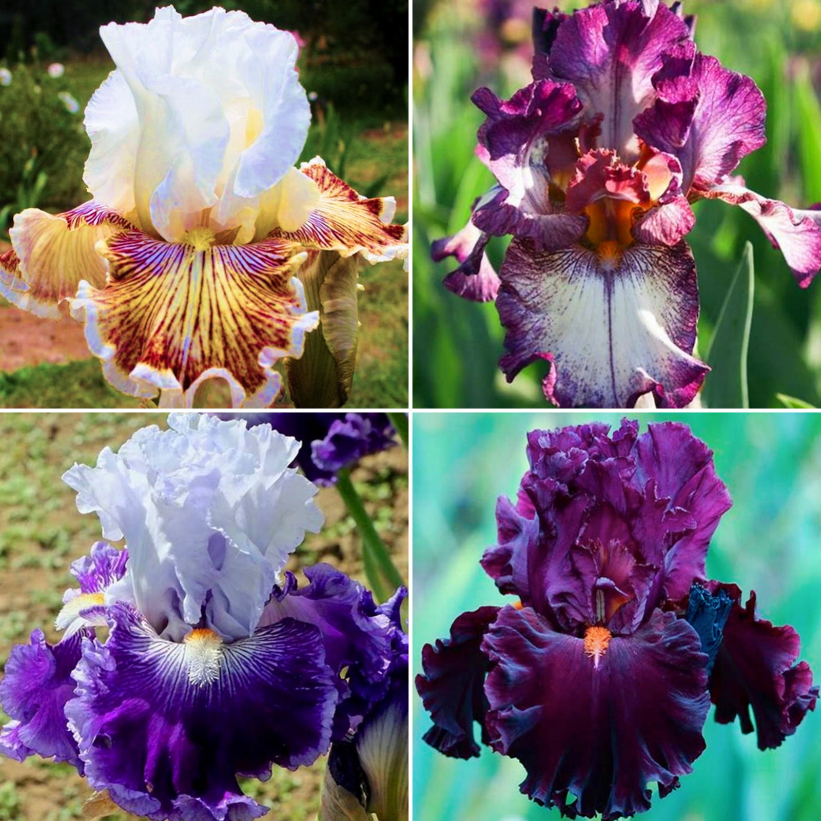 Iris-Bulbs-for-Spring-Planting - Garden Delicate Decoration - Premium ...