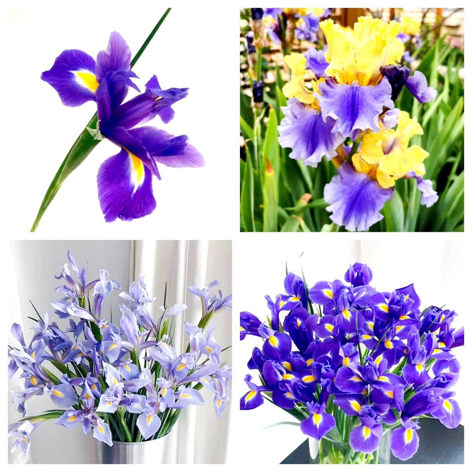 Iris-Courtyard decoration,Professional Planting，Pots to Grow - Walmart.com