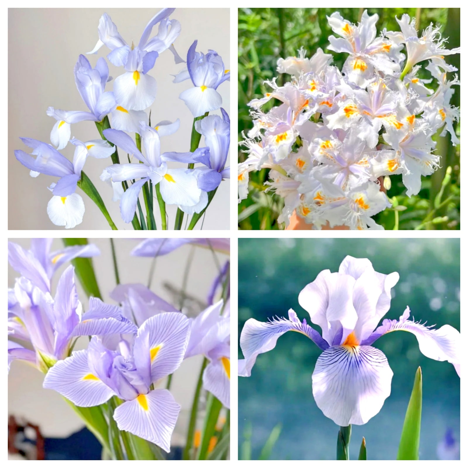 Iris-Courtyard decoration,Professional Planting，Pots to Grow - Walmart.com