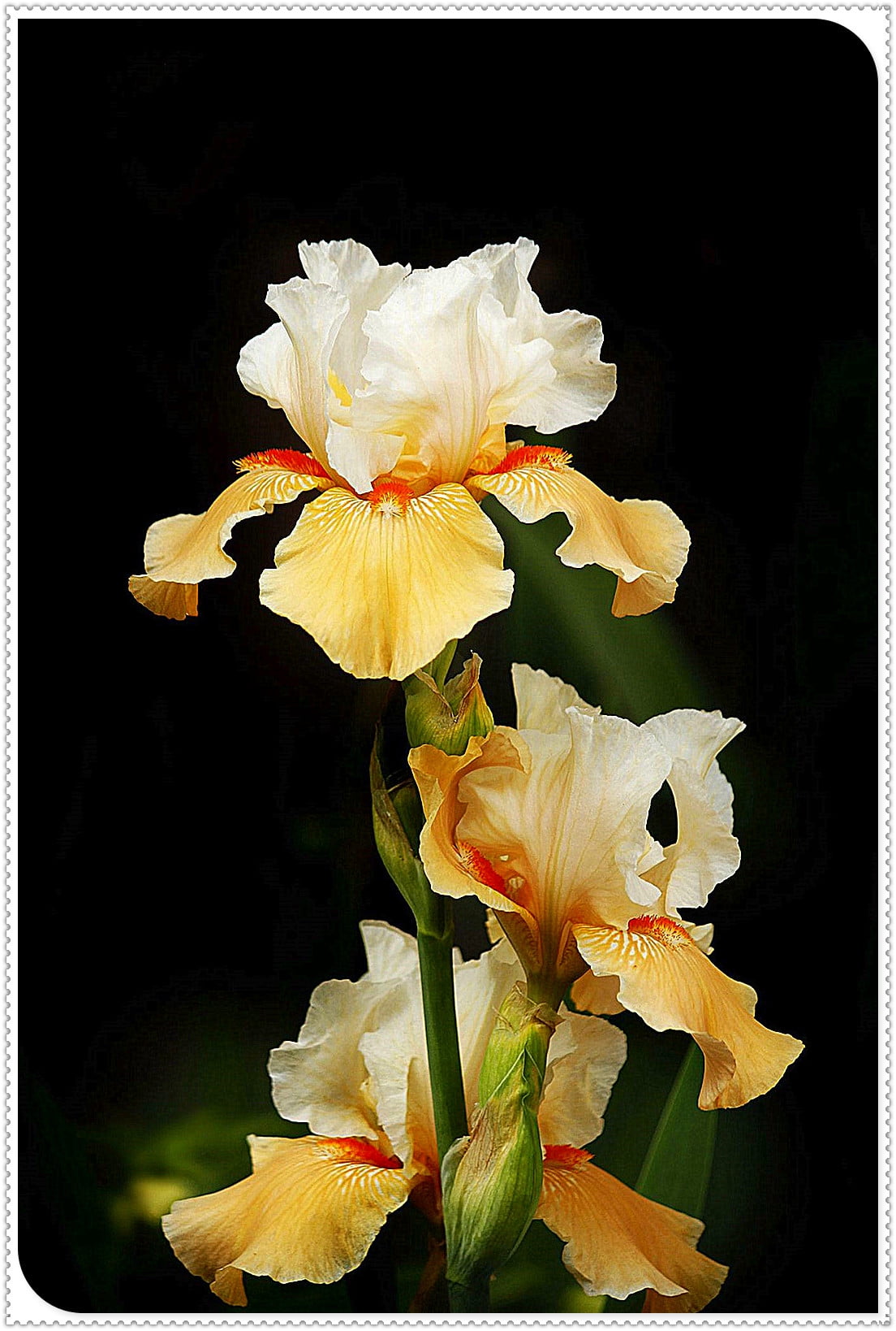 Iris ,Elegance, Surprise to Grow Fall or Spring Indoor or Outdoor ...