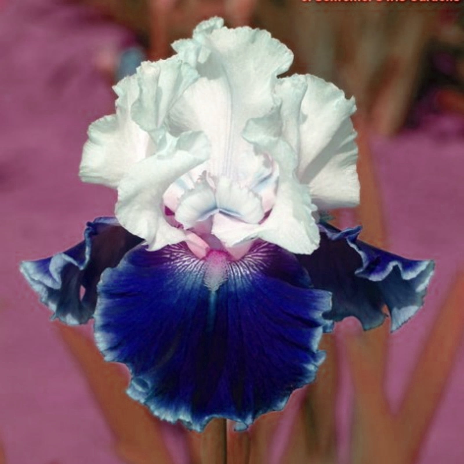Iris ,Elegance, Surprise to Grow Pots to Grow Fall or Spring Indoor or ...