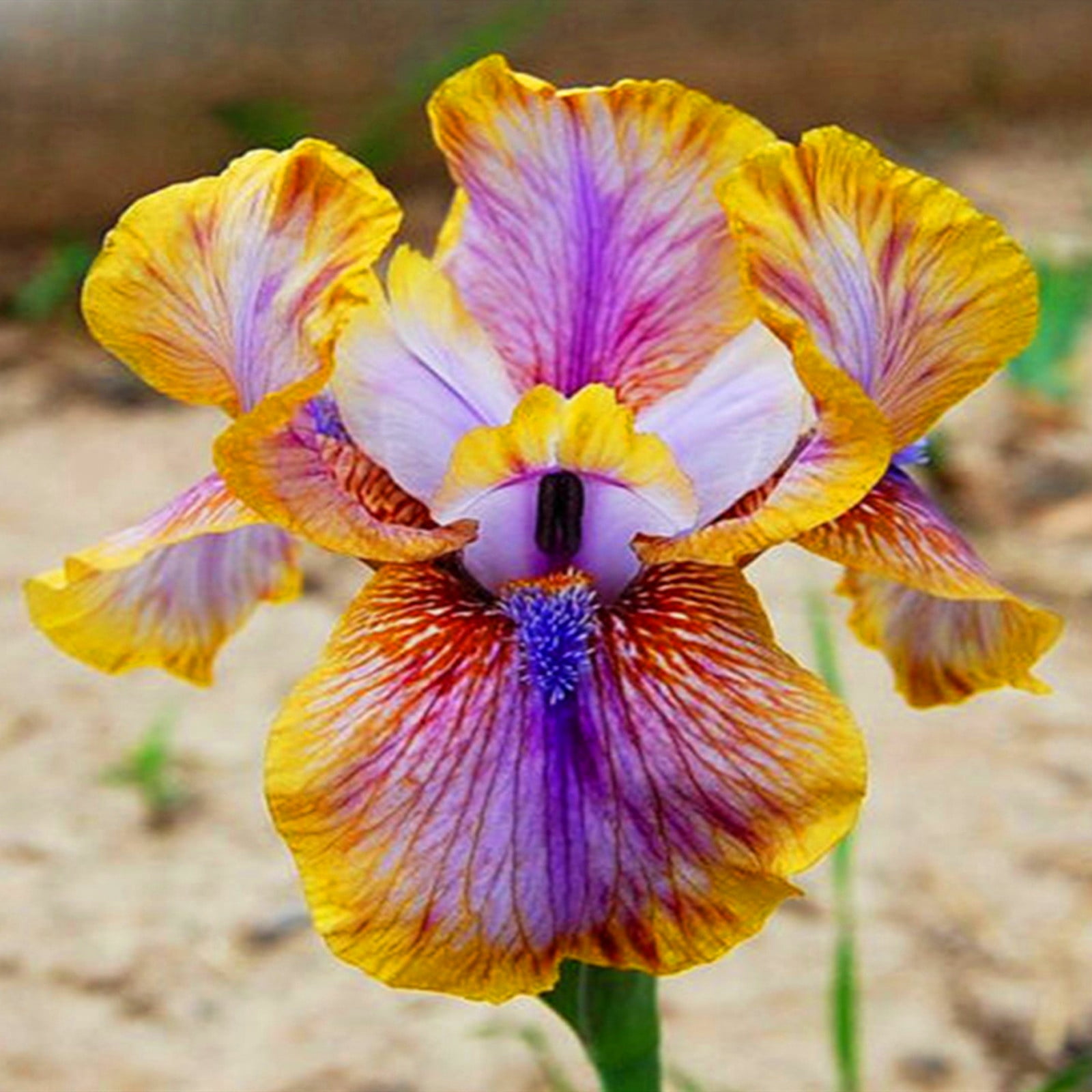 Iris. Elegant posture. Attracts butterflies. Garden decoration. - Walmart.com