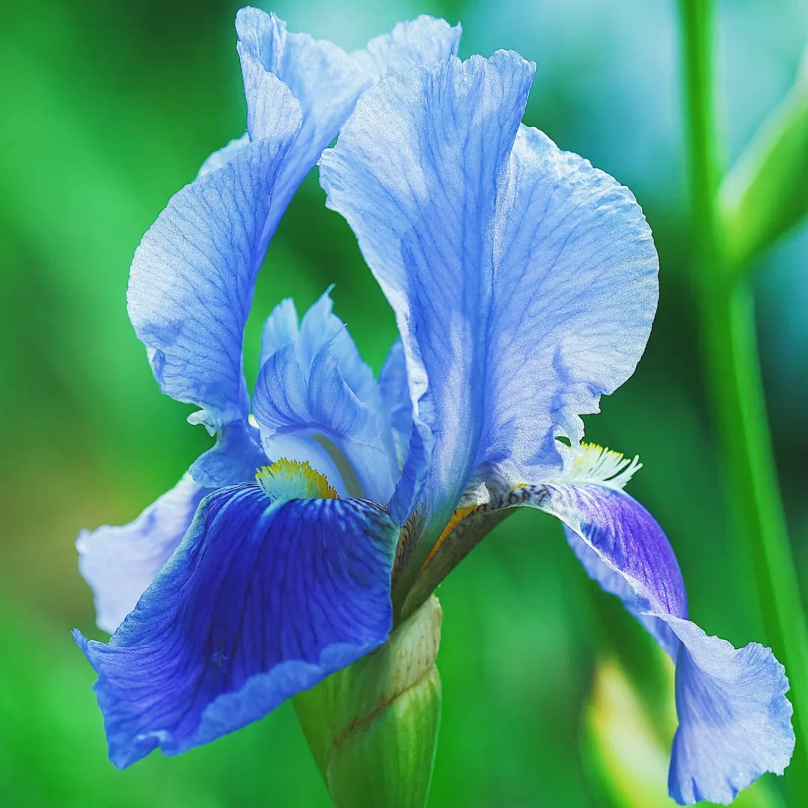 Iris-Enjoyable Perennial Garden - Walmart.com