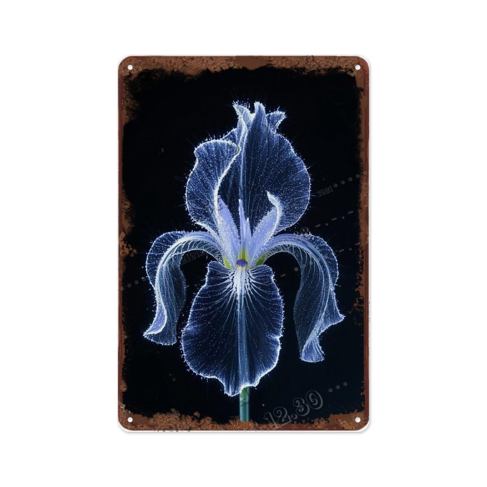 Iris Flower In The Black Background 8x12 Inch Metal Sign | Vintage ...
