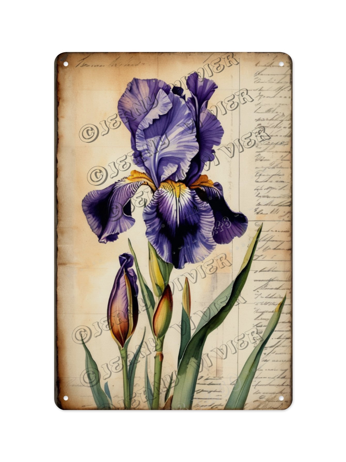 Iris Flower Vintage Metal Sign - Aluminum 8x12 Inches - Beautiful Iris ...