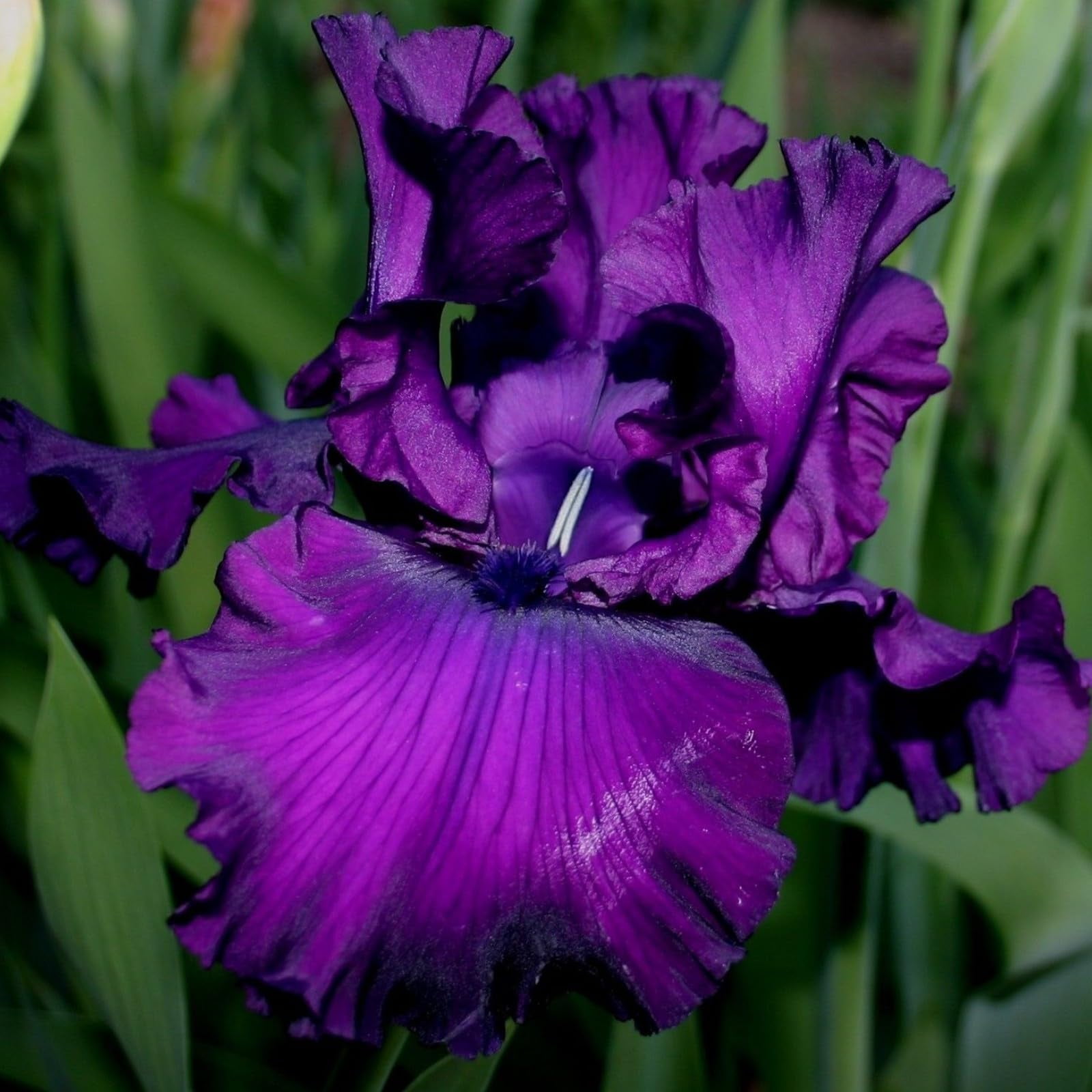 Iris Garden Decoration Potted Grow Beautify Environment - Walmart.com