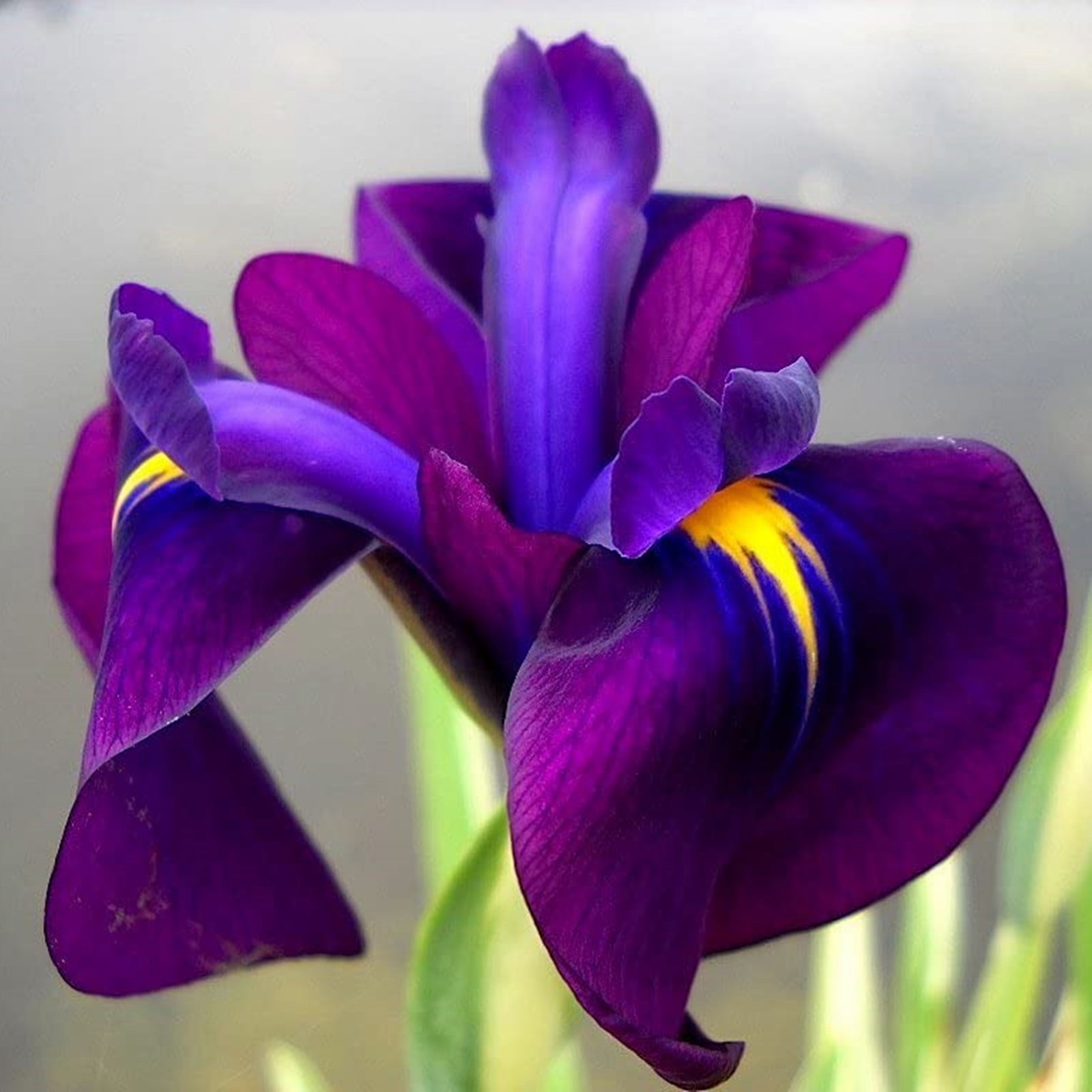 Iris Garden, Long Lasting, (Iris) Professional, Pots to Grow, Perennial ...