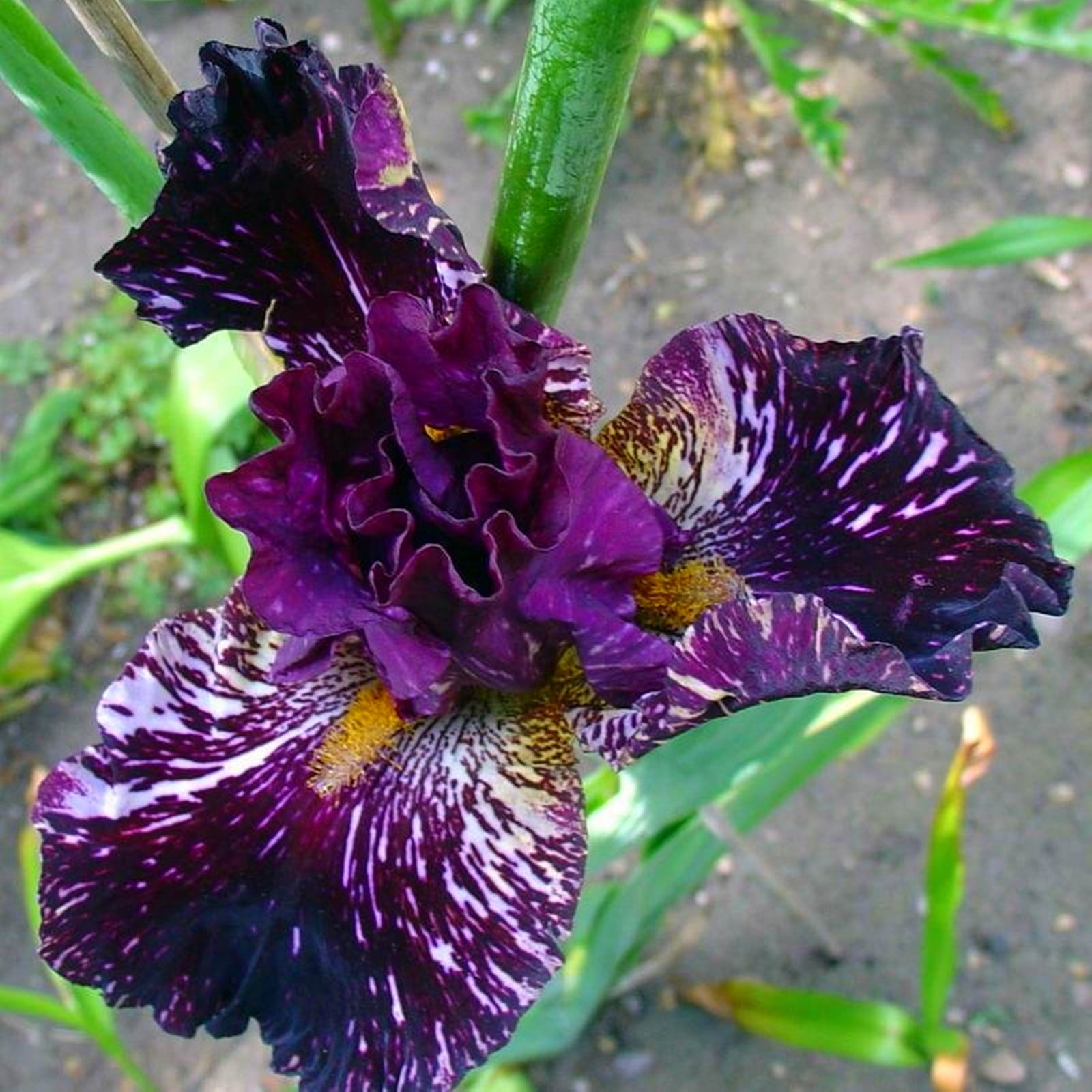 Iris Garden, Long Lasting, (Iris) Professional, Pots to Grow, Perennial Bearded Iris - Walmart.com