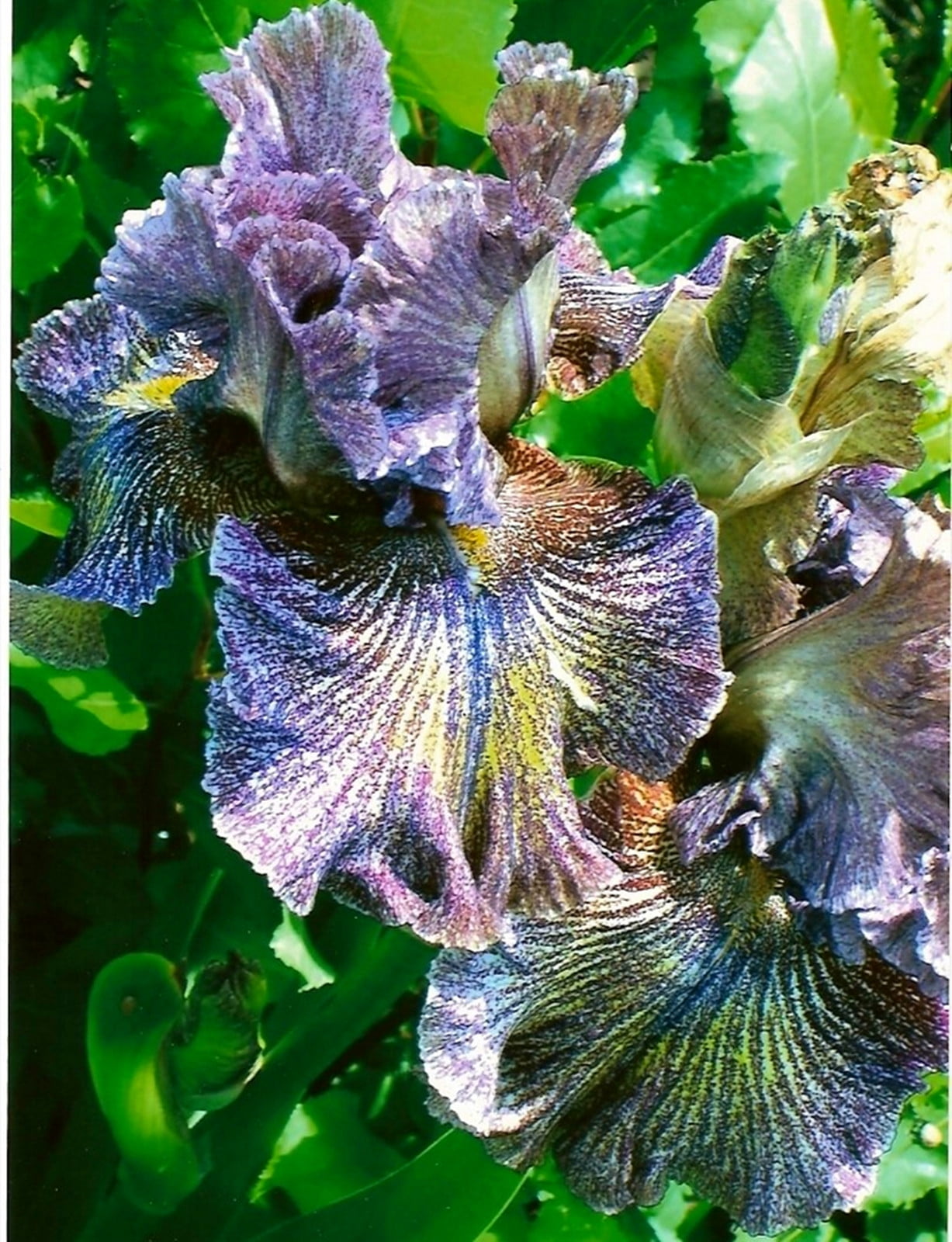 Iris Garden, Long Lasting, (Iris) Professional, Pots to Grow, Perennial ...