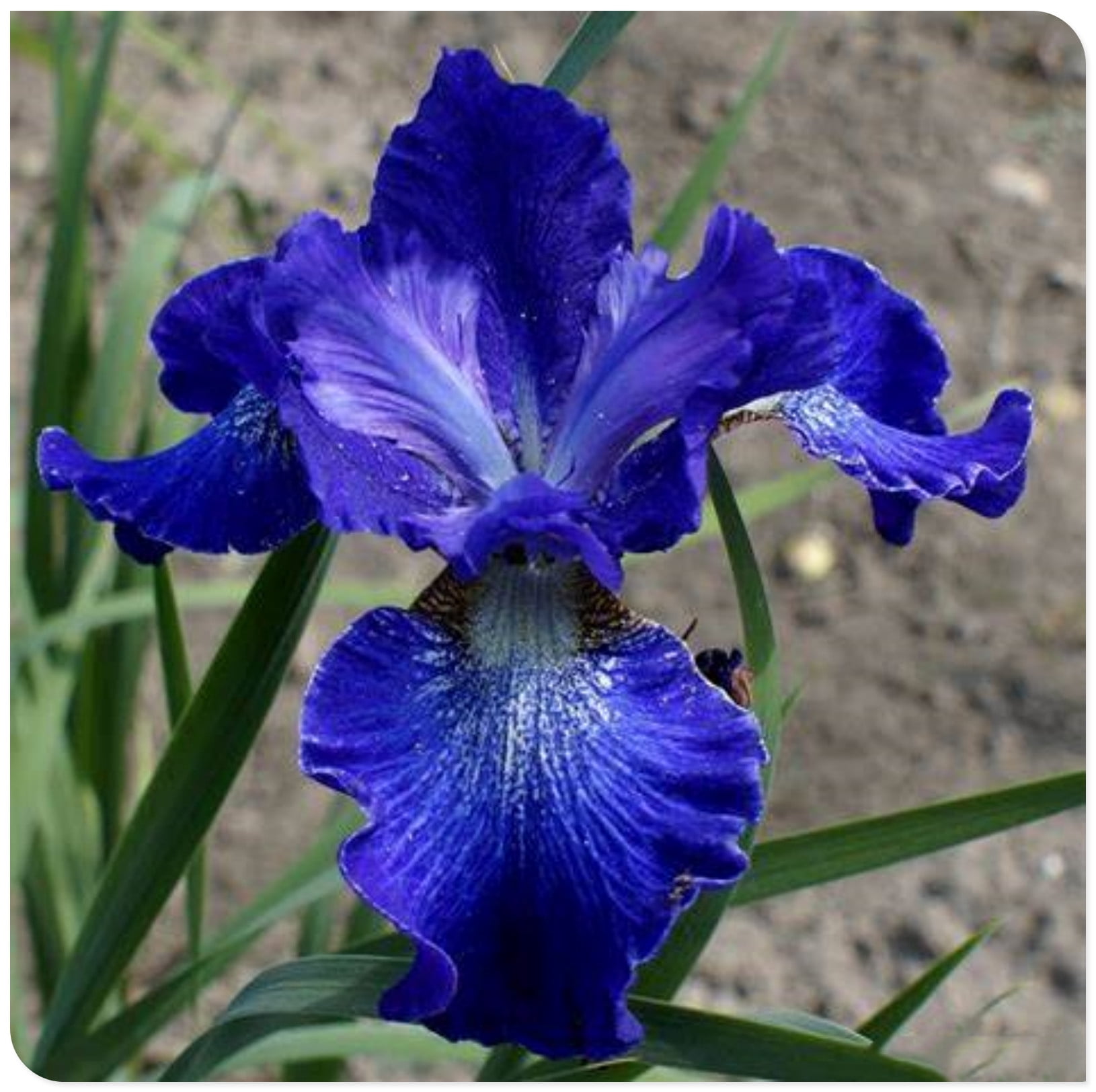 Iris Garden Perennial Planting Potted Planting Ornaments for Beginners ...