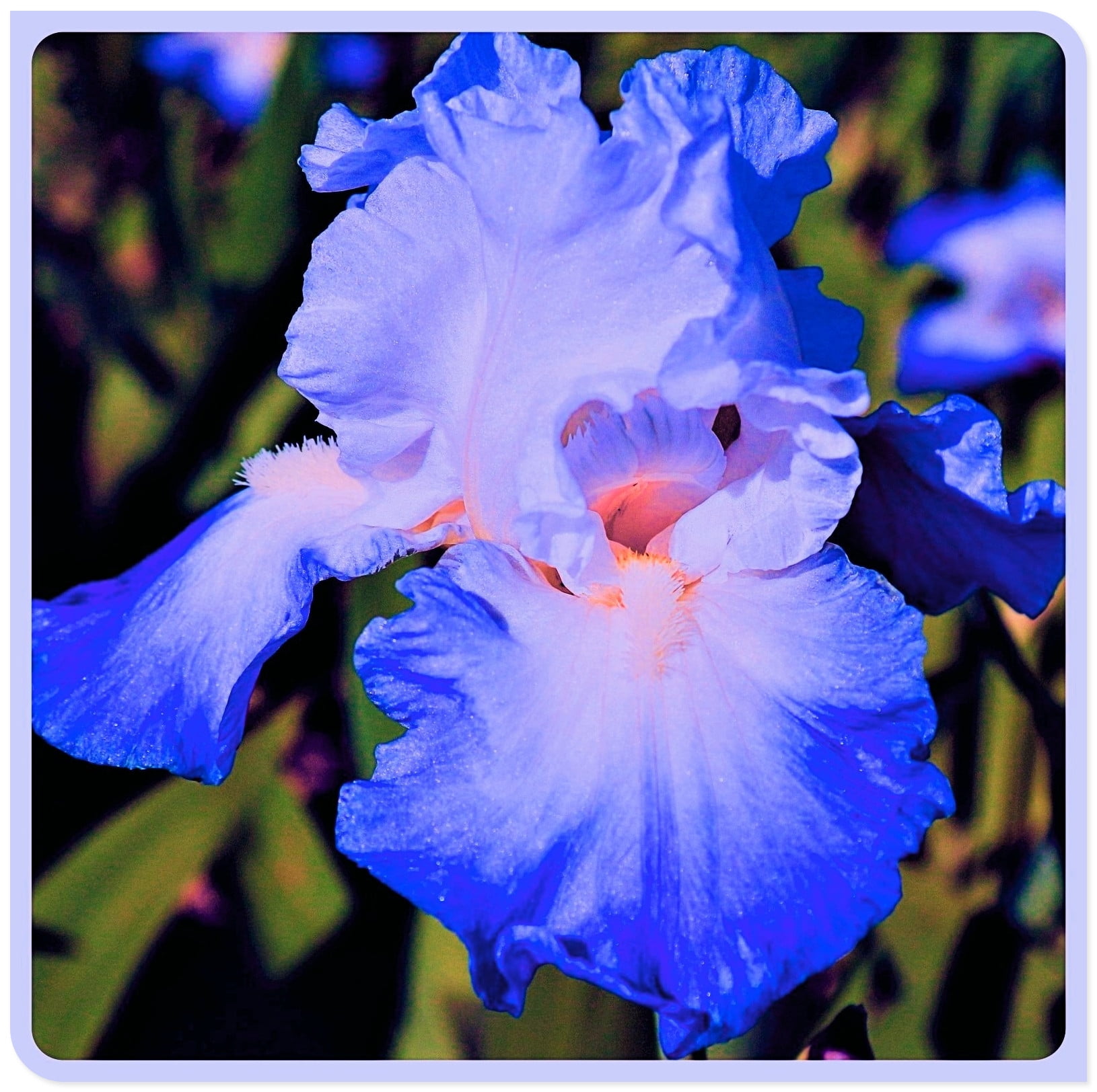 Iris Garden Perennial Planting Potted Planting Ornaments for Beginners ...