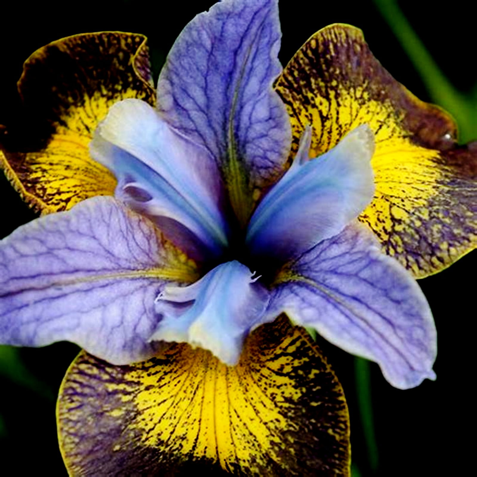 Iris-Interior and exterior decoration-Blooming every year - Walmart.com