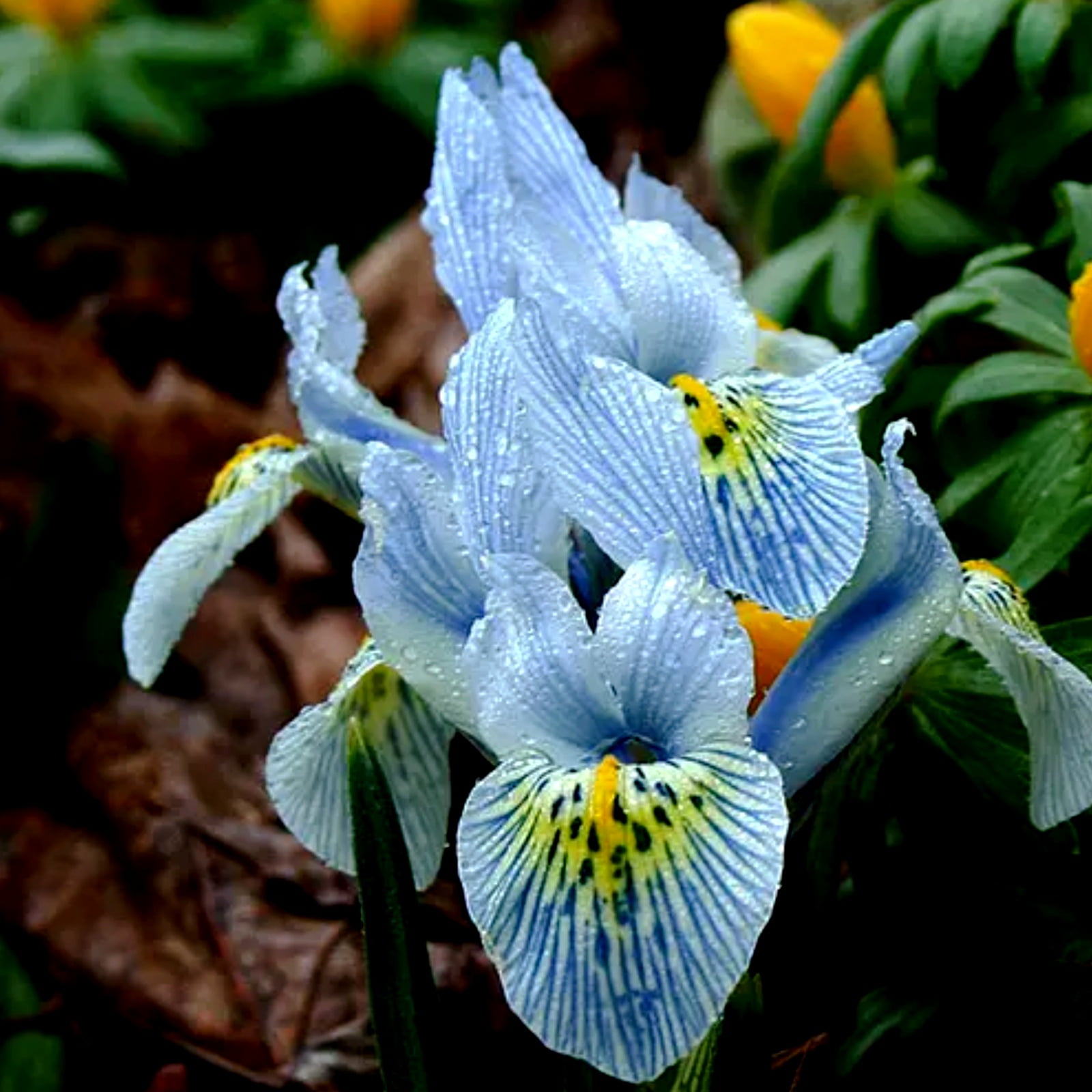 Iris-Interior and exterior decoration-Blooming every year - Walmart.com