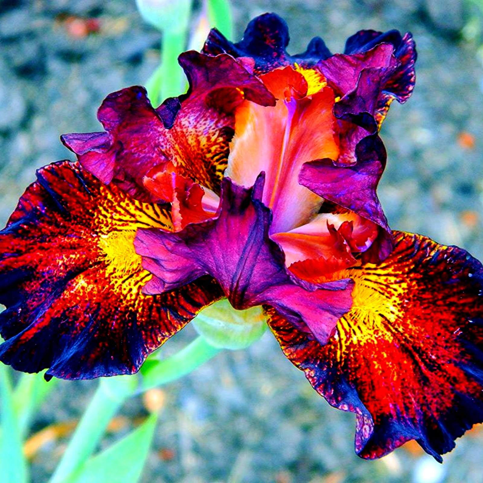 (Iris)Interior and exterior decoration-Iris - Walmart.com