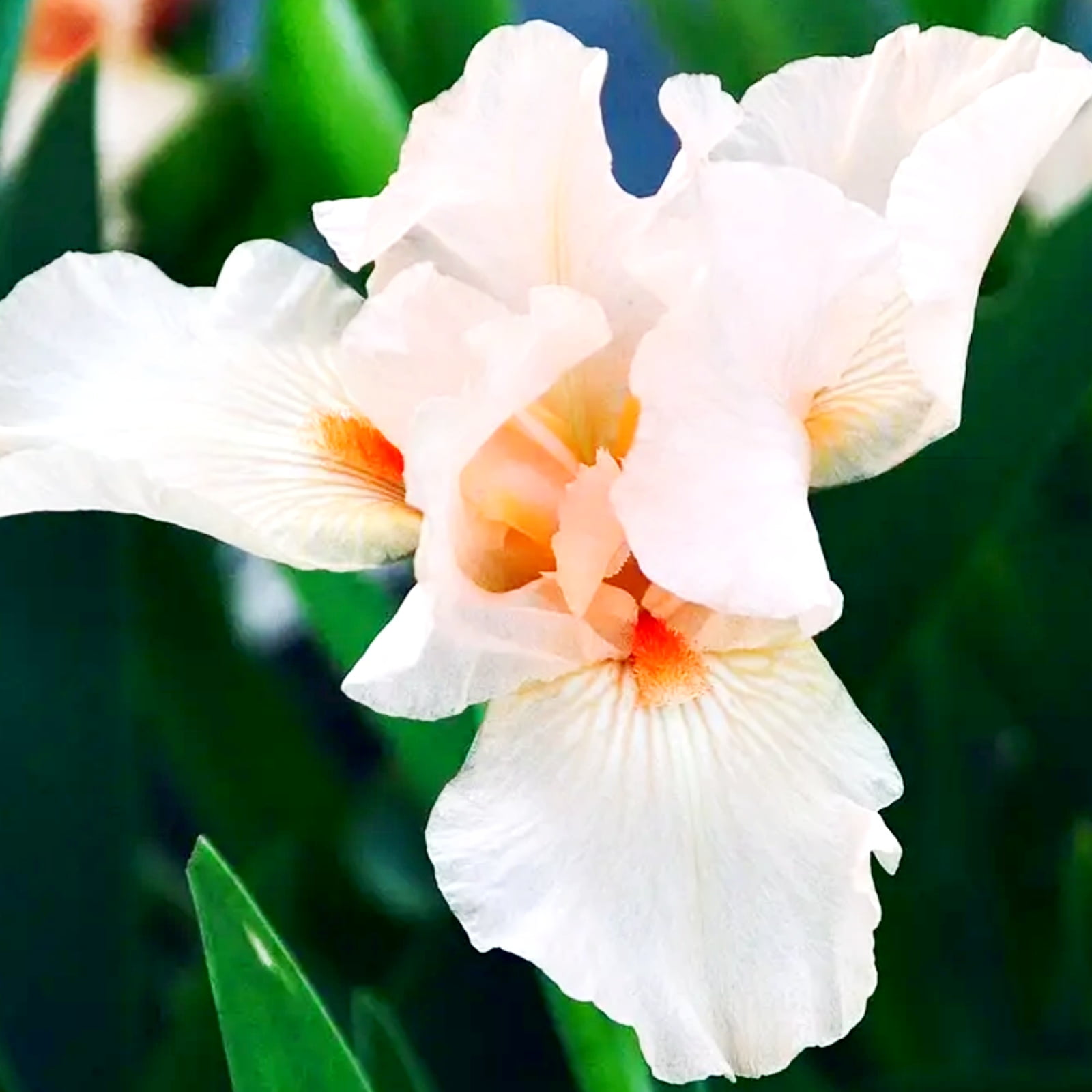 Iris-Interior and exterior decoration - Walmart.com