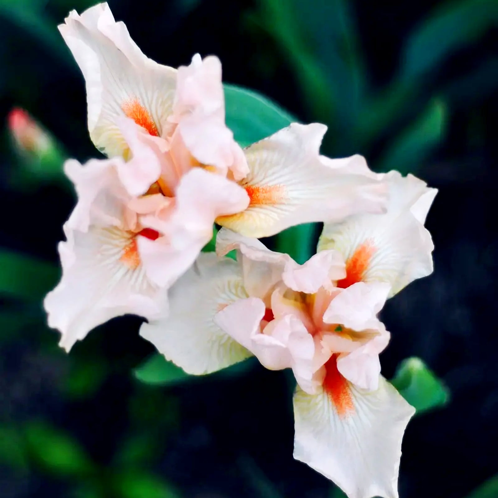 Iris-Interior and exterior decoration - Walmart.com