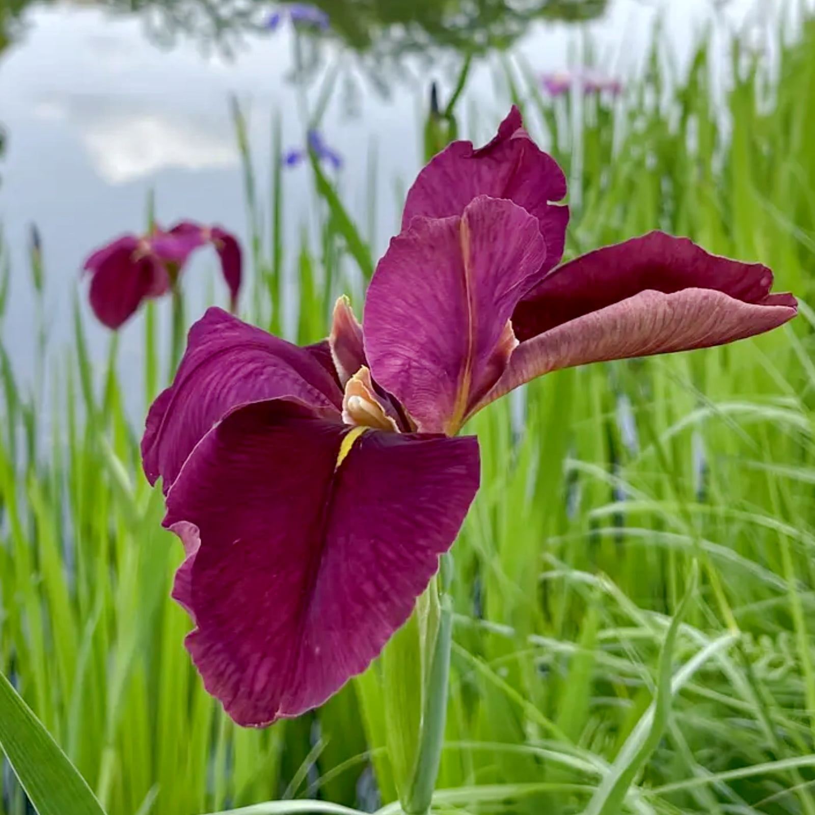 Iris-Interior and exterior decoration - Walmart.com