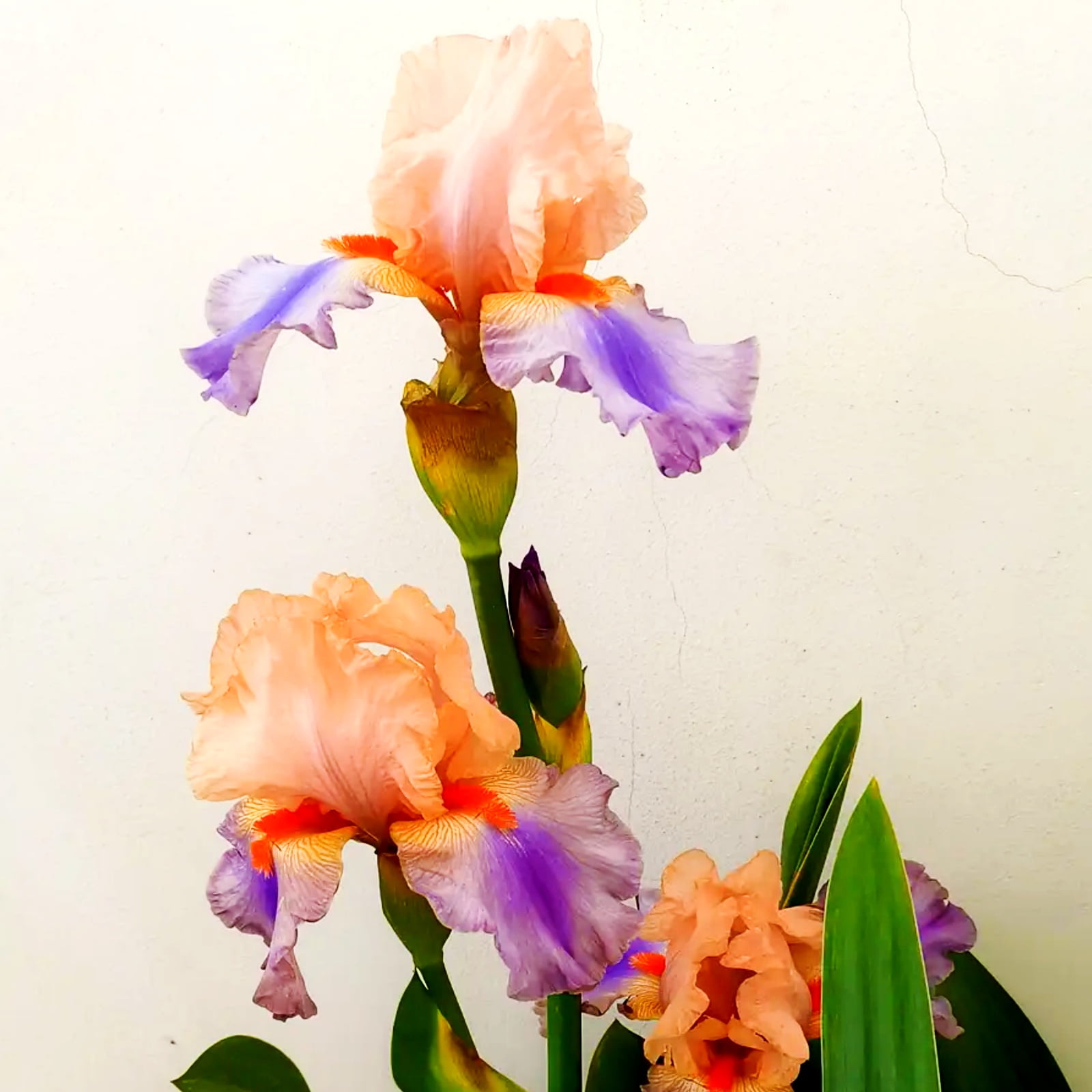 Iris-Interior and exterior decoration - Walmart.com