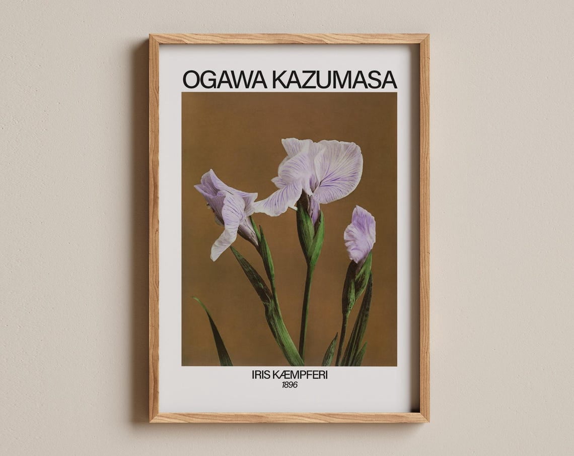 Iris Kæmpferi Print, Ogawa Kazumasa Japanese Botanical Photography ...