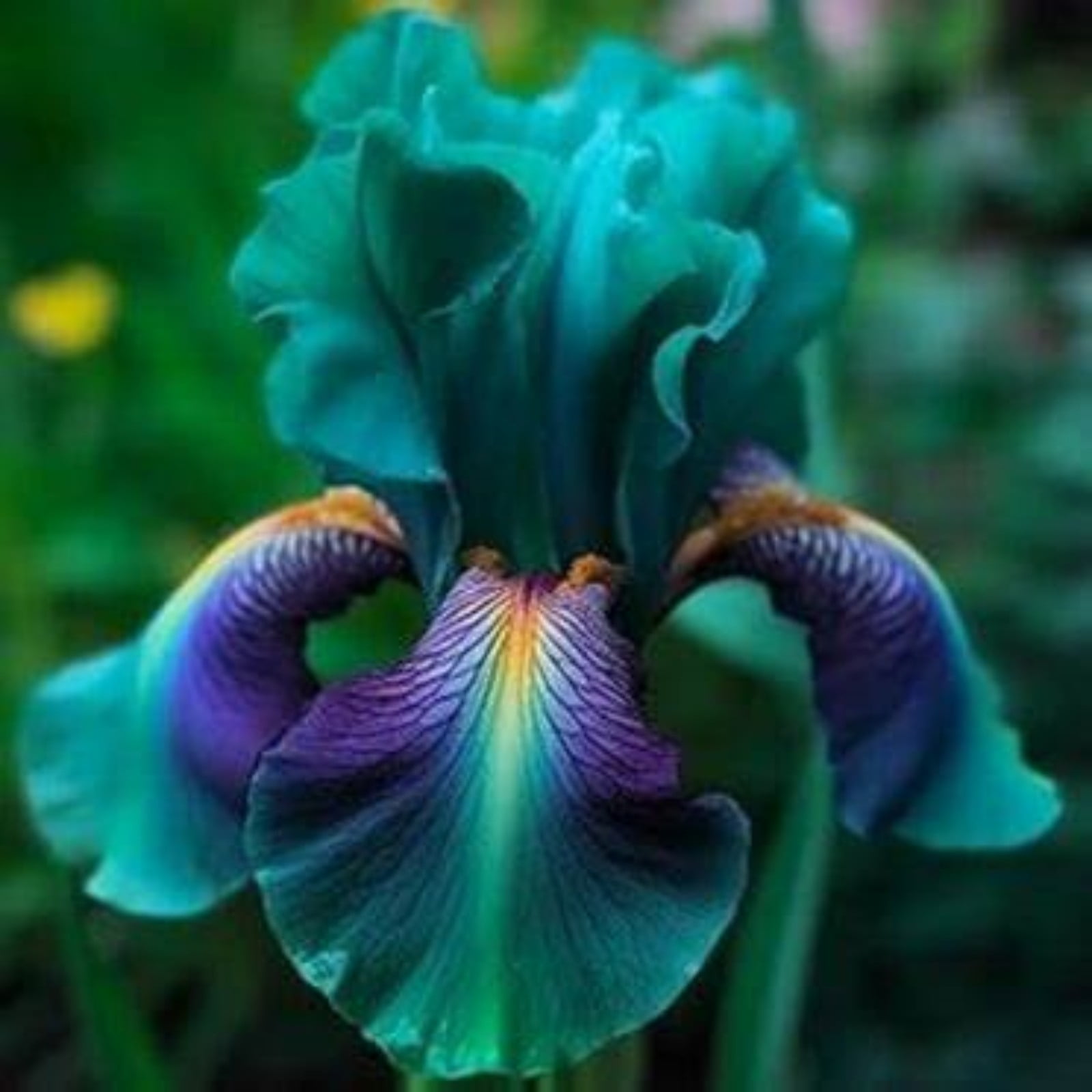 Iris Perennial Herb With Thick Rhizomes.-Blooms From Spring To Autumn ...