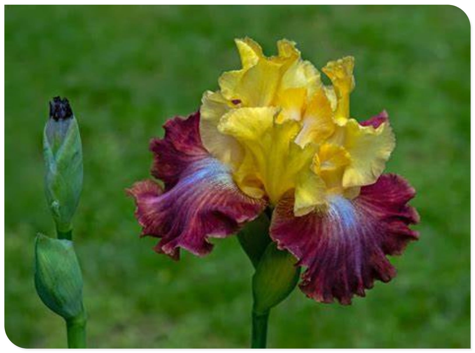 Iris Perennial Tuber Planting Potted Planting Ornaments for Beginners ...