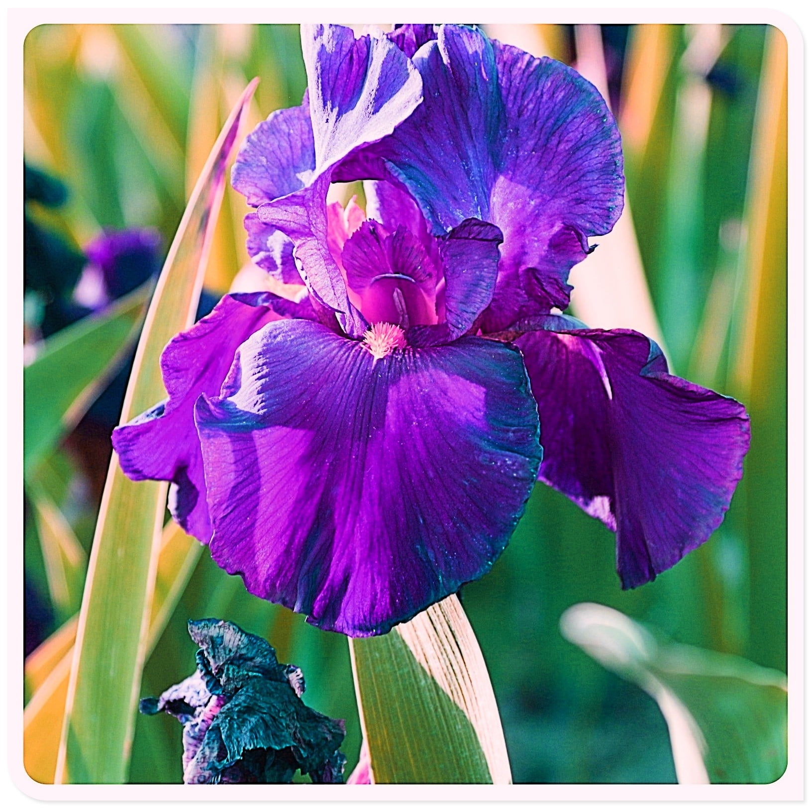 Iris Perennial Tuber Planting Potted Planting Ornaments for Beginners - Walmart.com
